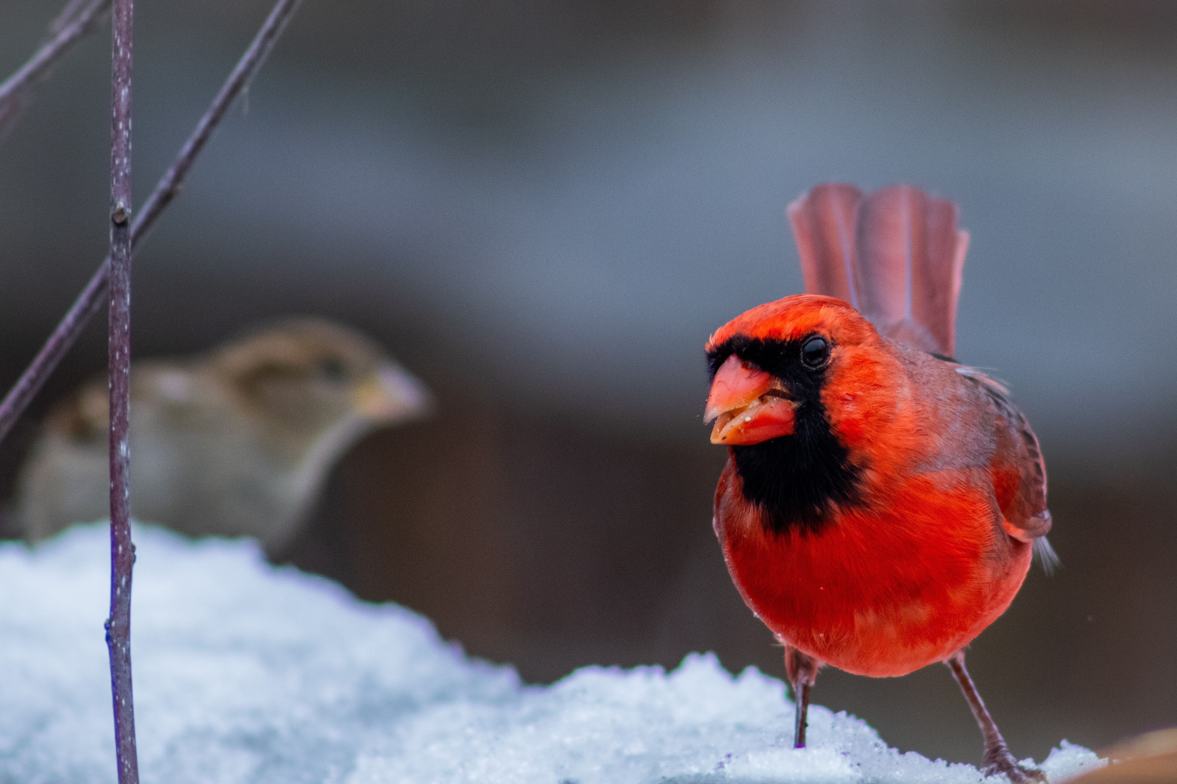 A red bird standing on top of snow · Free Stock Photo