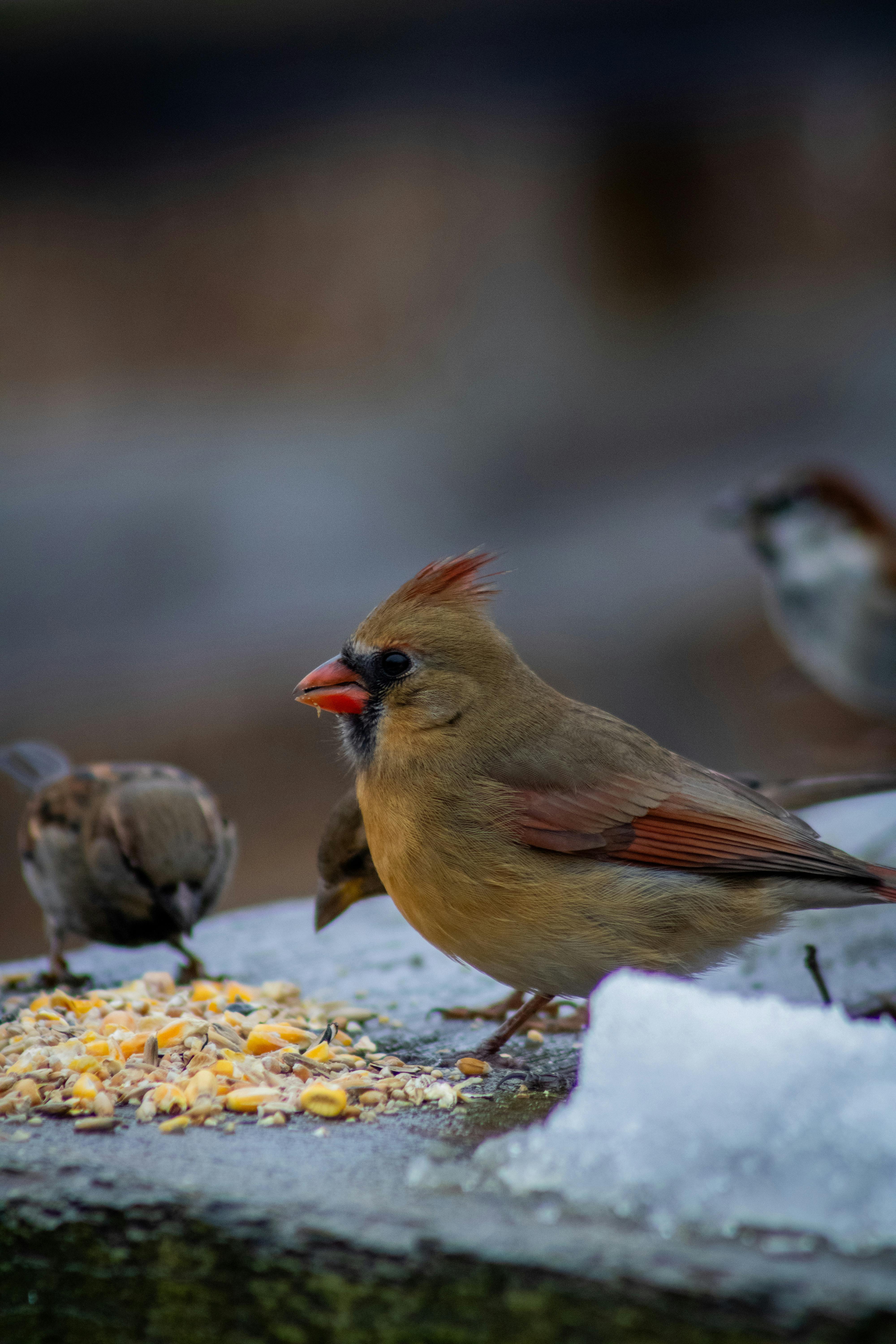 Cardinal Birds in Winter · Free Stock Photo