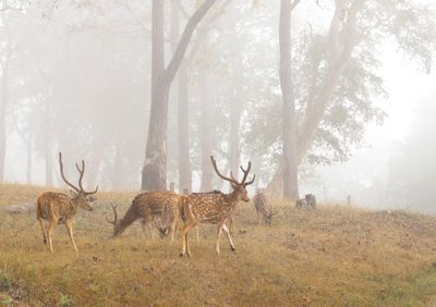 Deer Jumping Photos, Download The BEST Free Deer Jumping Stock Photos ...