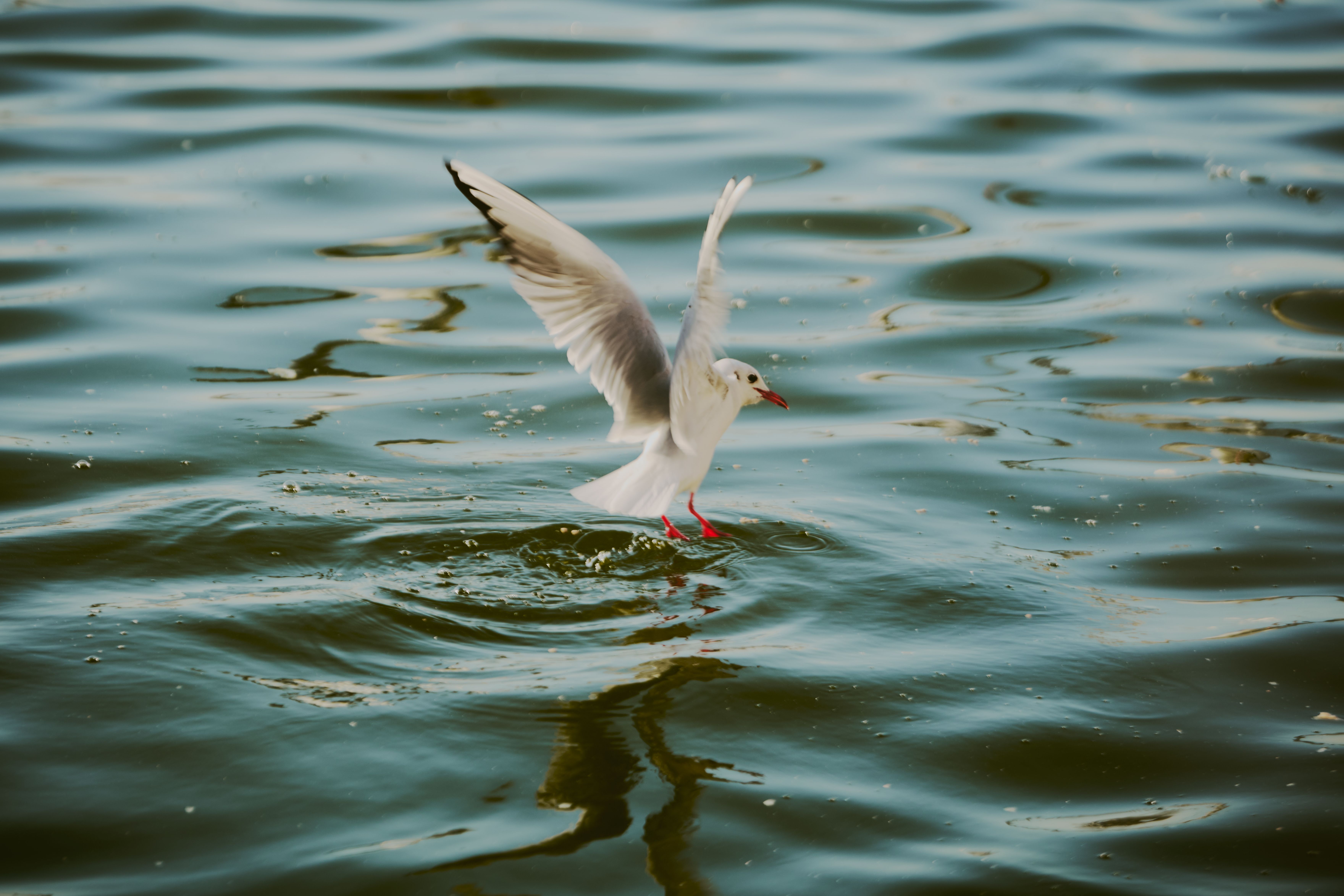 A bird flying over the water with its wings out · Free Stock Photo