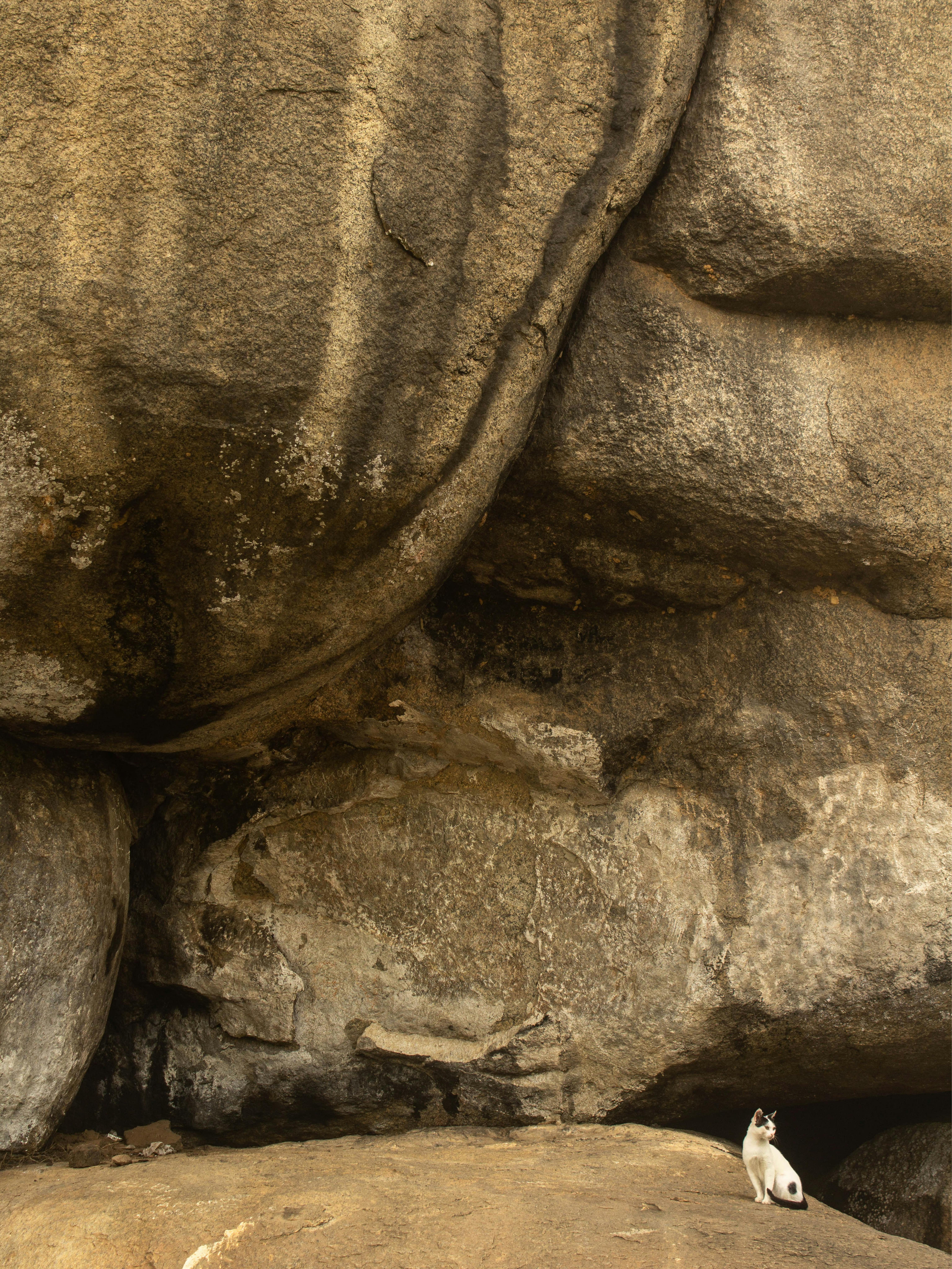 Cat near Barren Rocks · Free Stock Photo