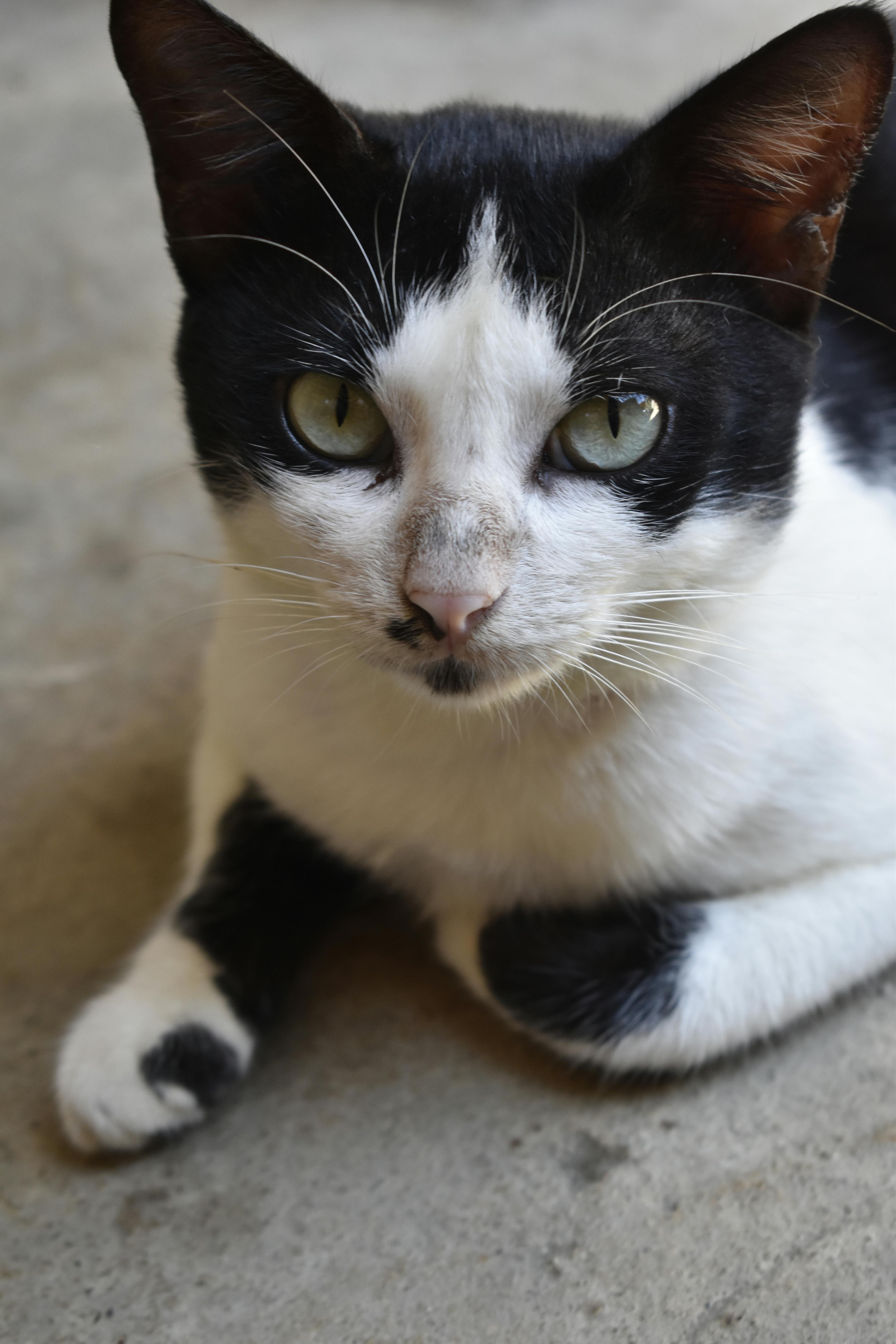 Whiskers Texture Photos, Download The BEST Free Whiskers Texture Stock ...