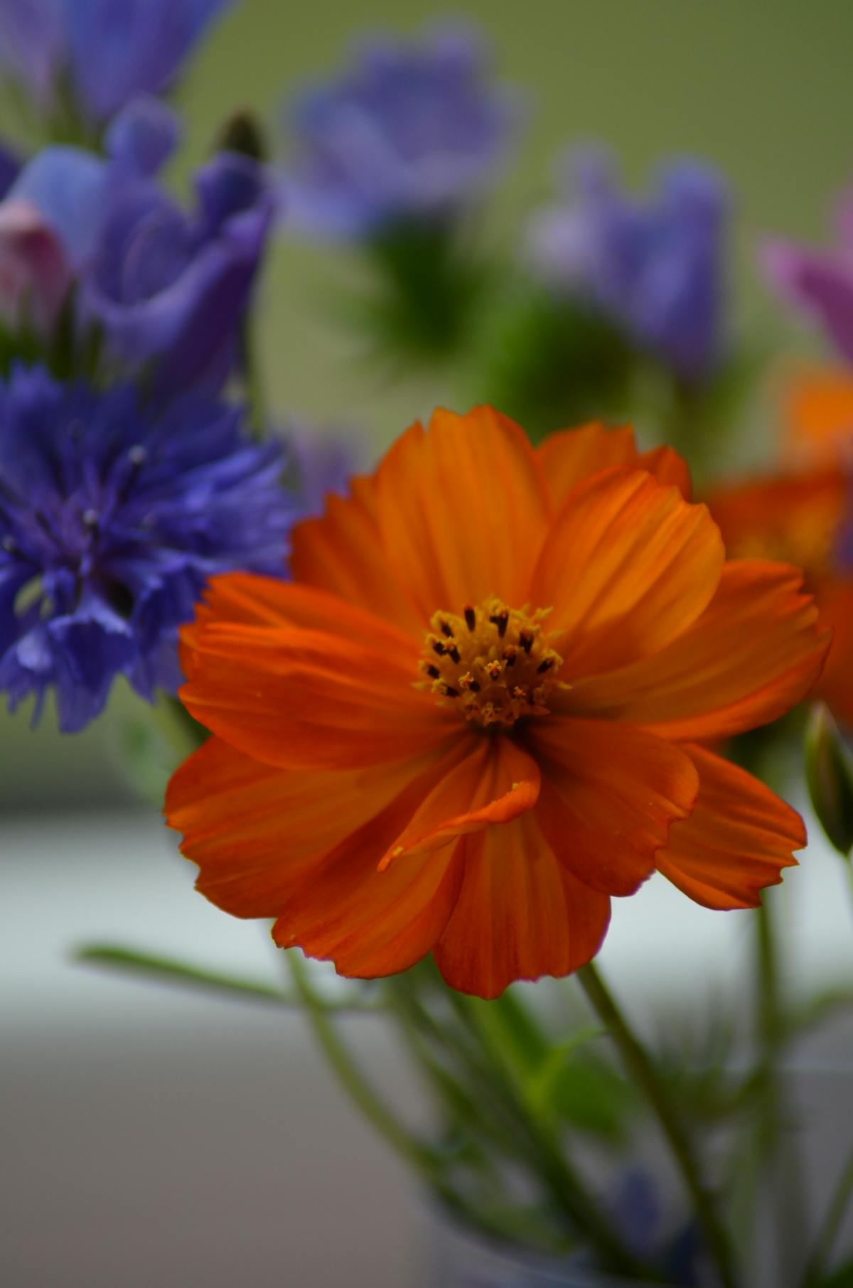 Orange Nature Photos, Download The BEST Free Orange Nature Stock Photos ...