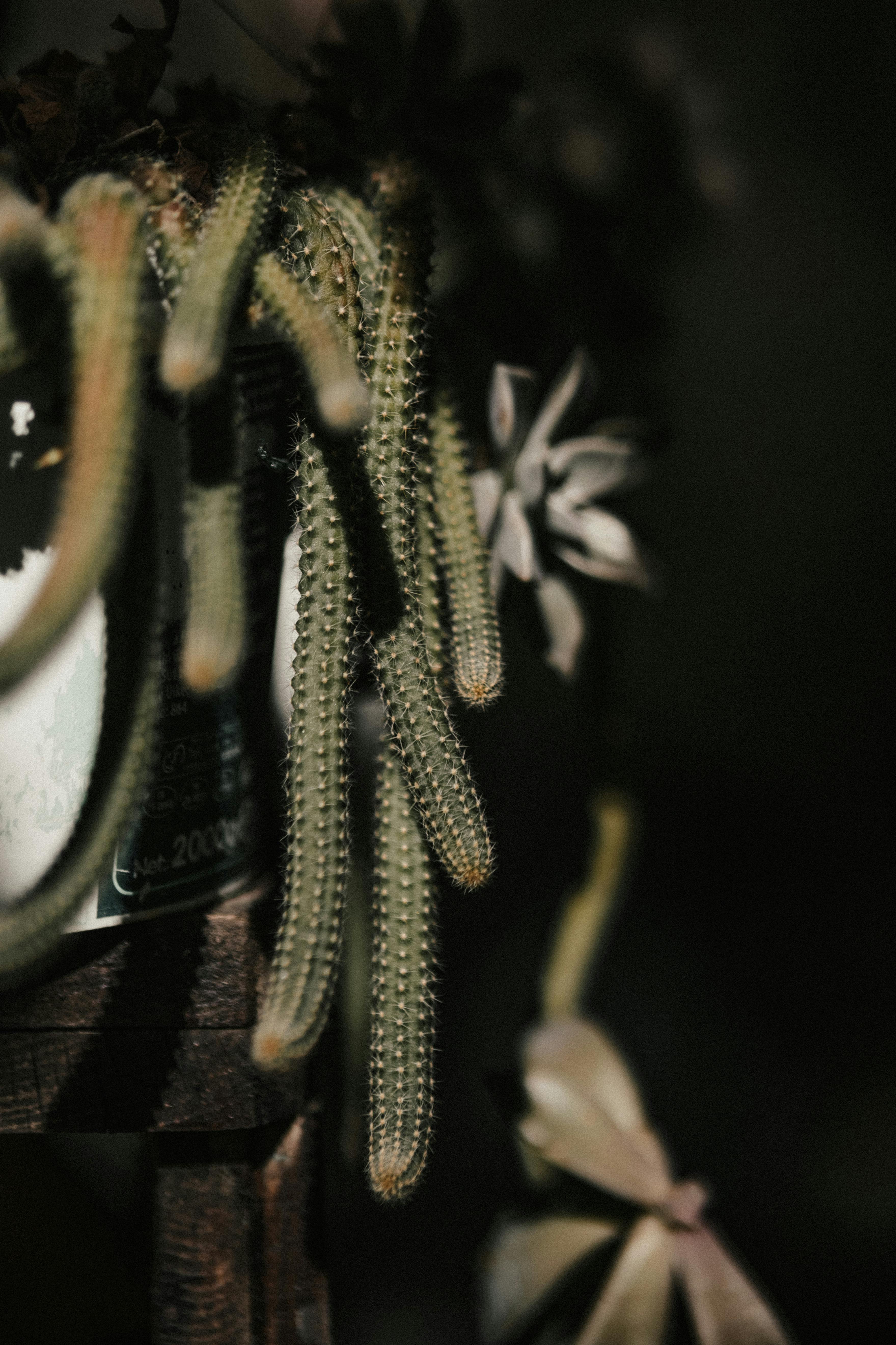 Sharp Spikes Photos, Download The BEST Free Sharp Spikes Stock Photos ...