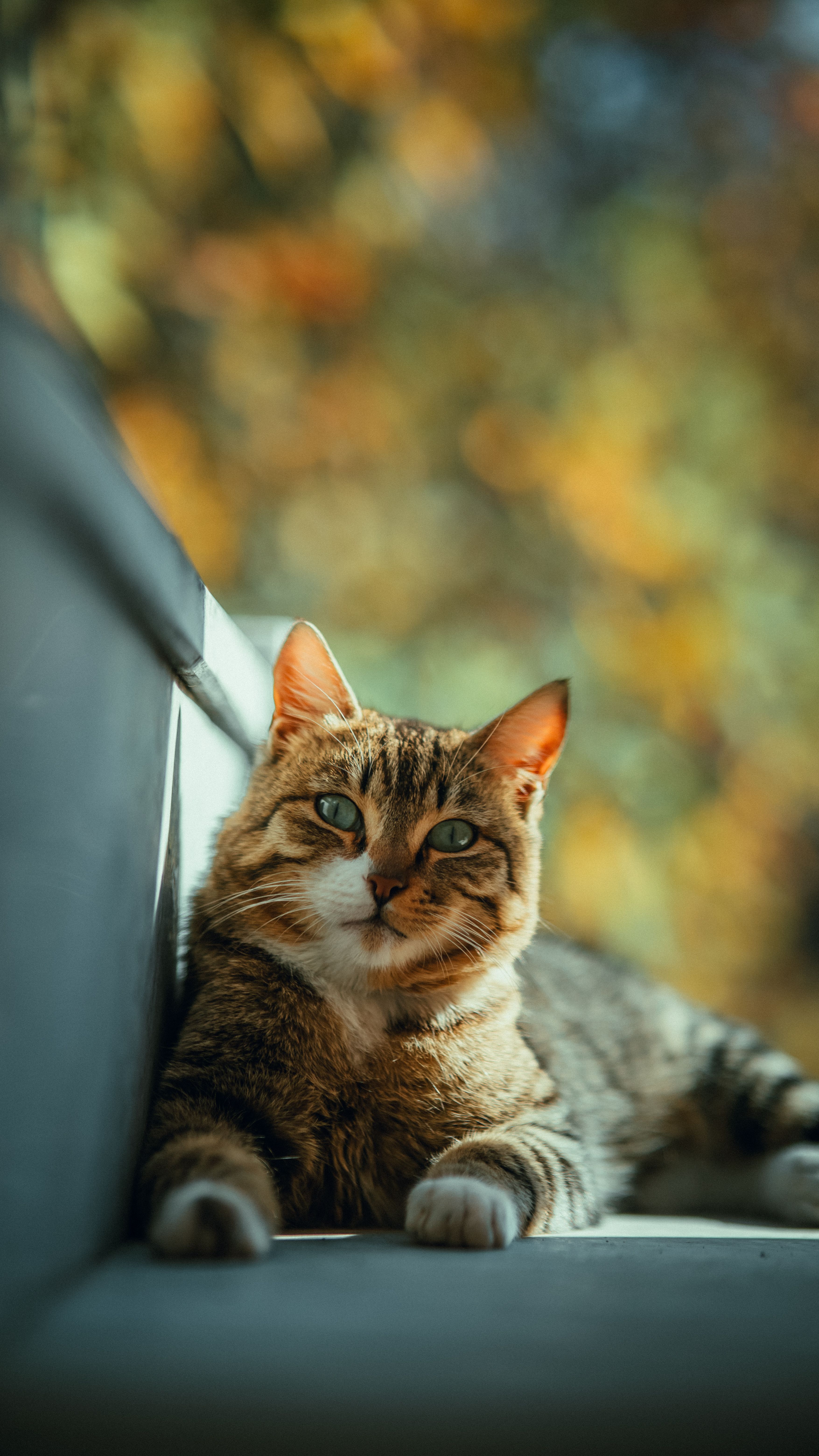 Foto stok gratis tentang fokus selektif, fotografi binatang, hewan ...