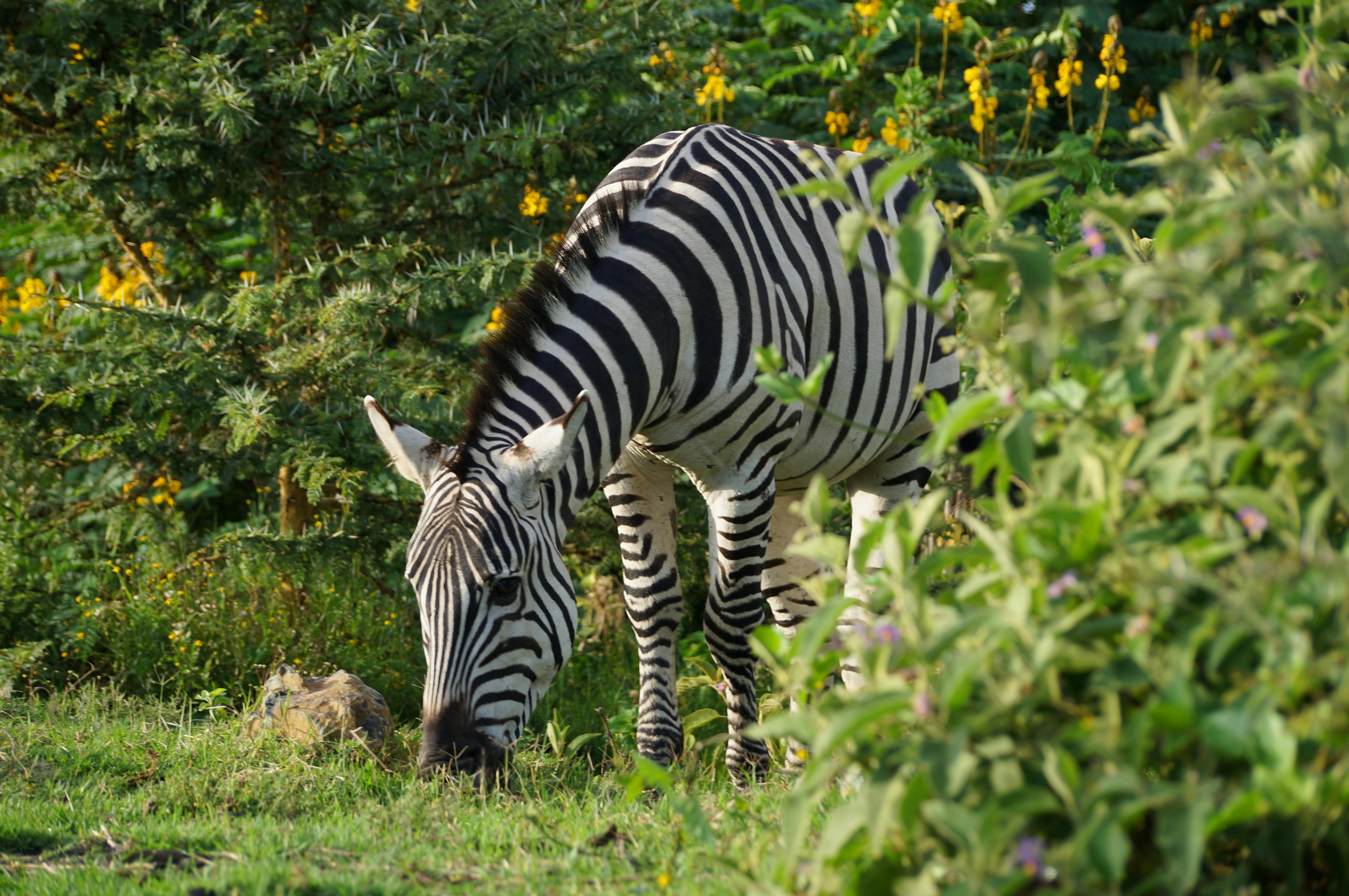 Adorable Zebra Grazing · Free Stock Photo