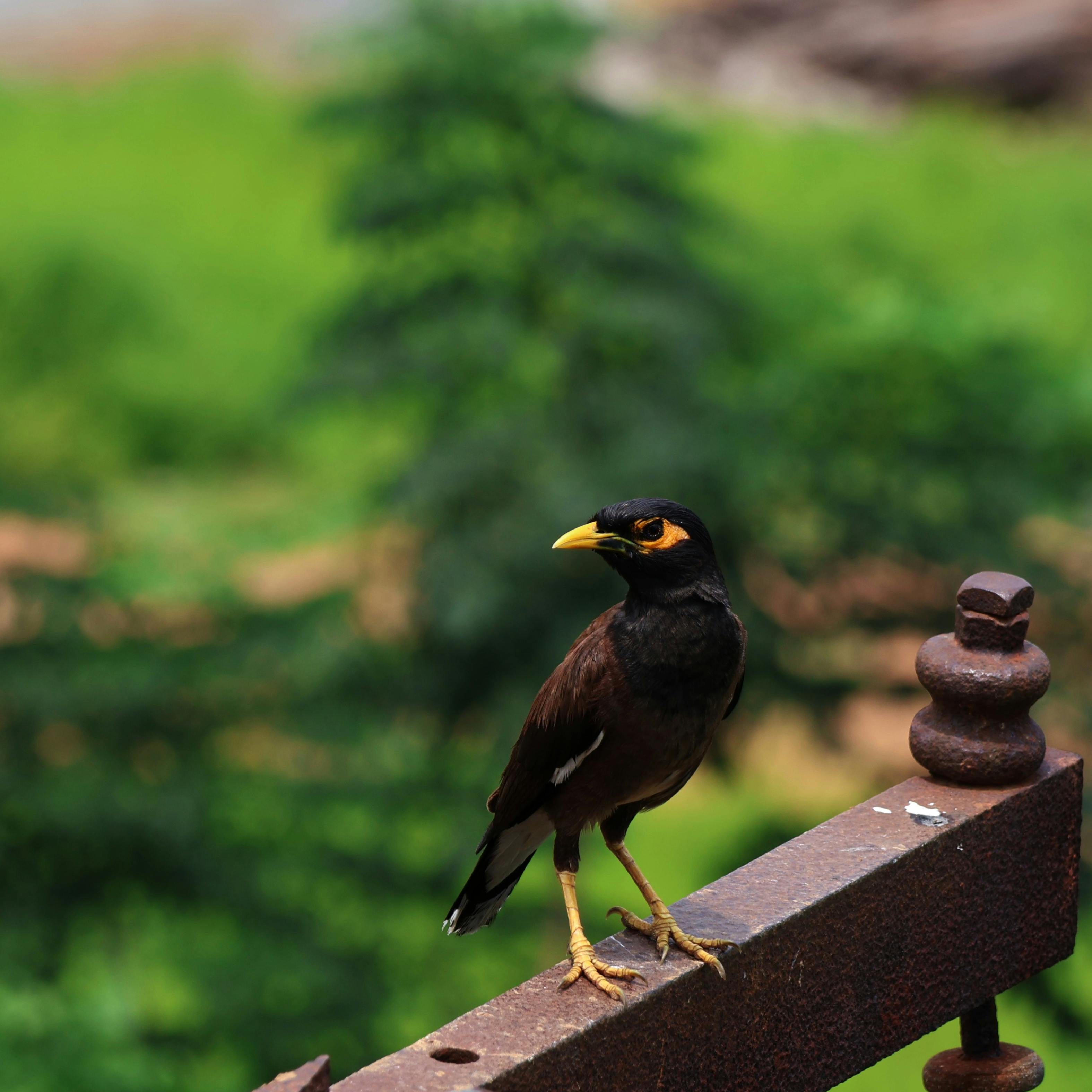 Bird Yatta Tamil Photos, Download The BEST Free Bird Yatta Tamil Stock ...