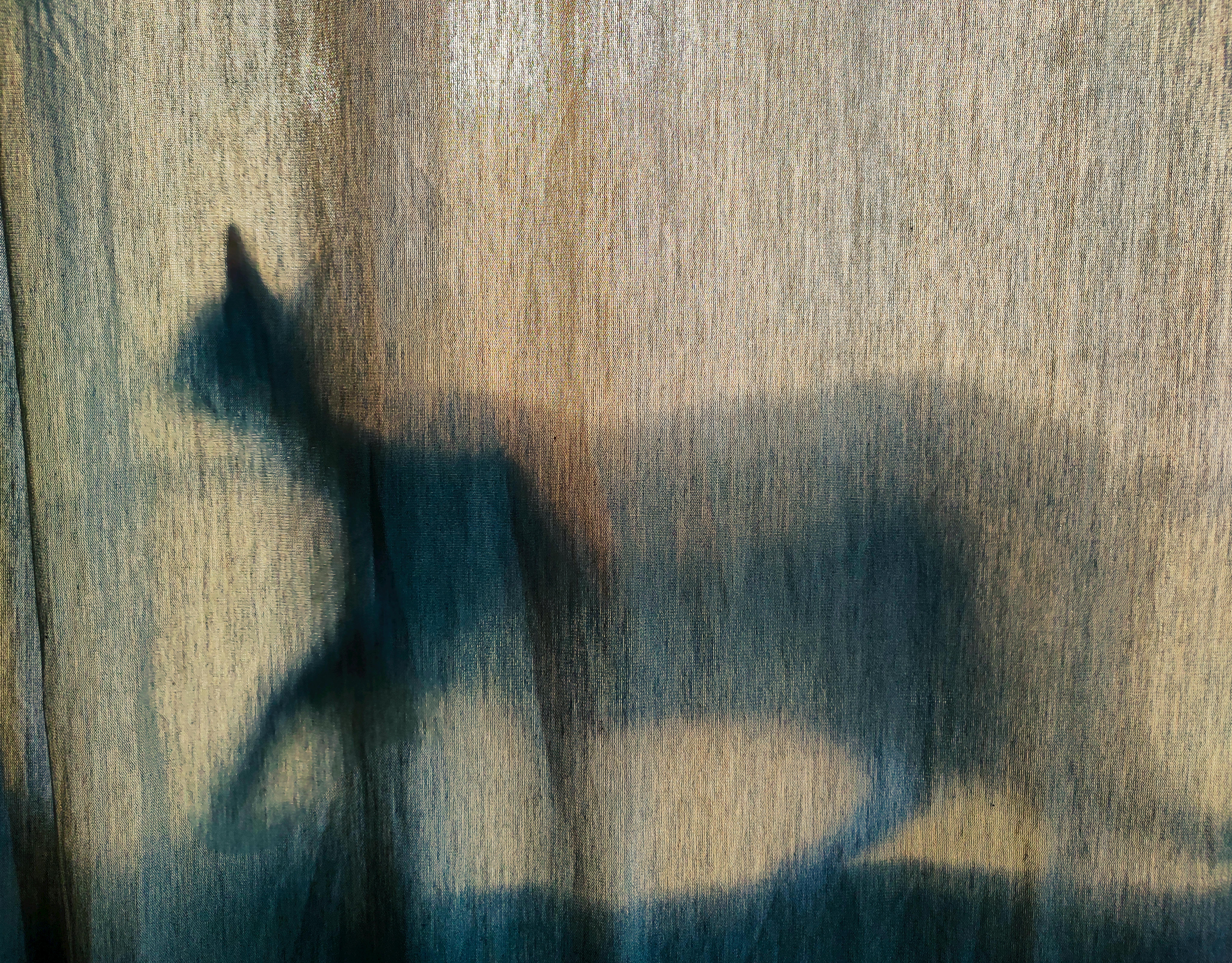 Shadow Of Cat Photos, Download The BEST Free Shadow Of Cat Stock Photos ...