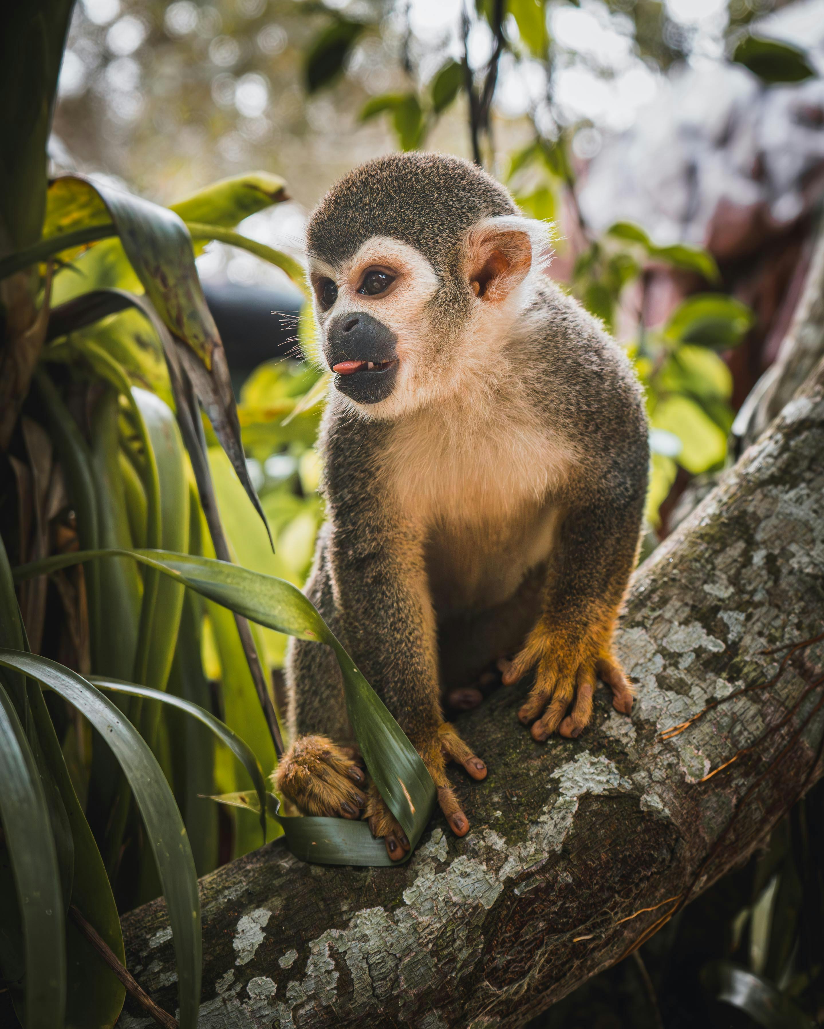 Squirrel Monkey Sticking Out its Tongue · Free Stock Photo