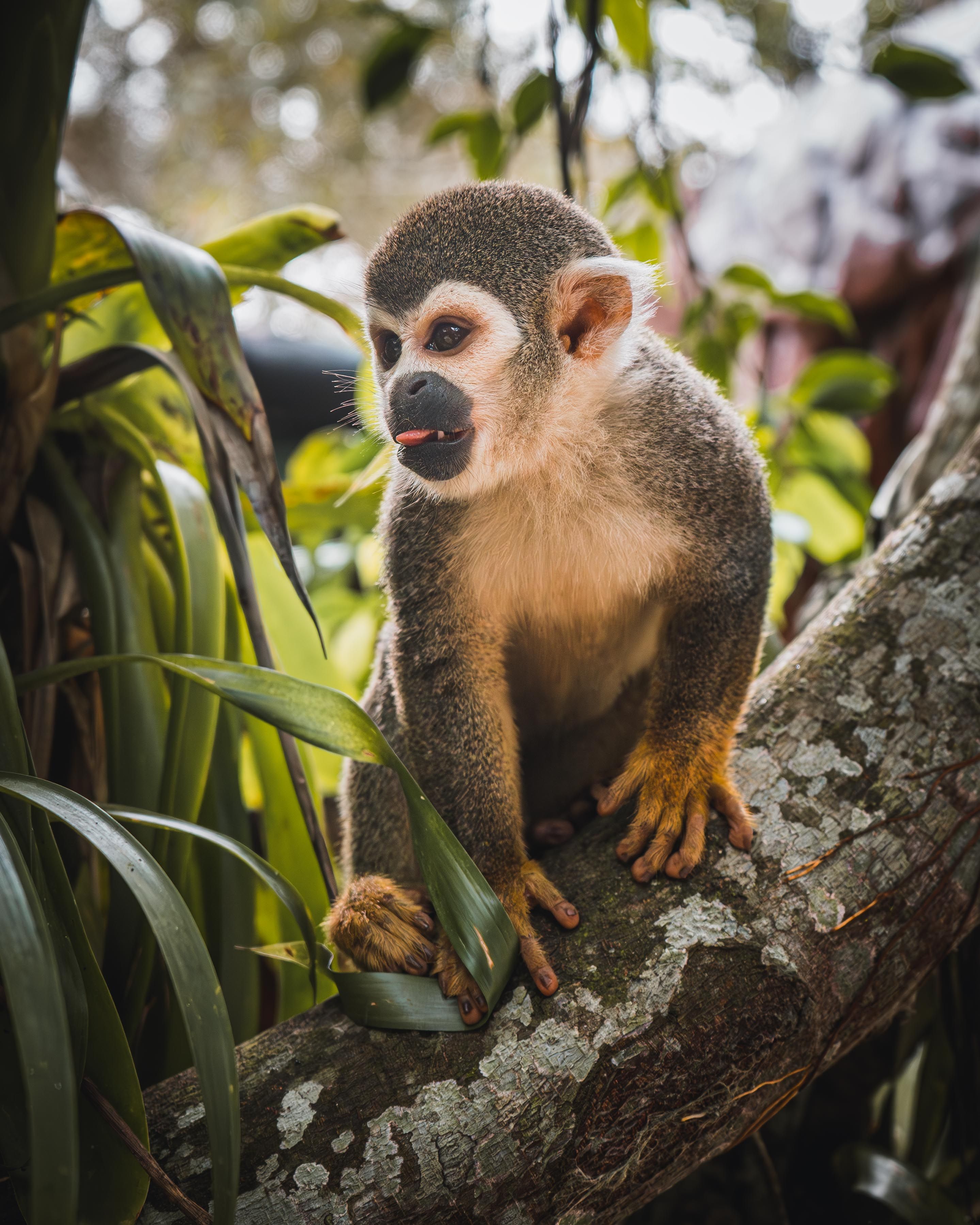 Foto de stock gratuita sobre en cautiverio, fotografía de animales ...