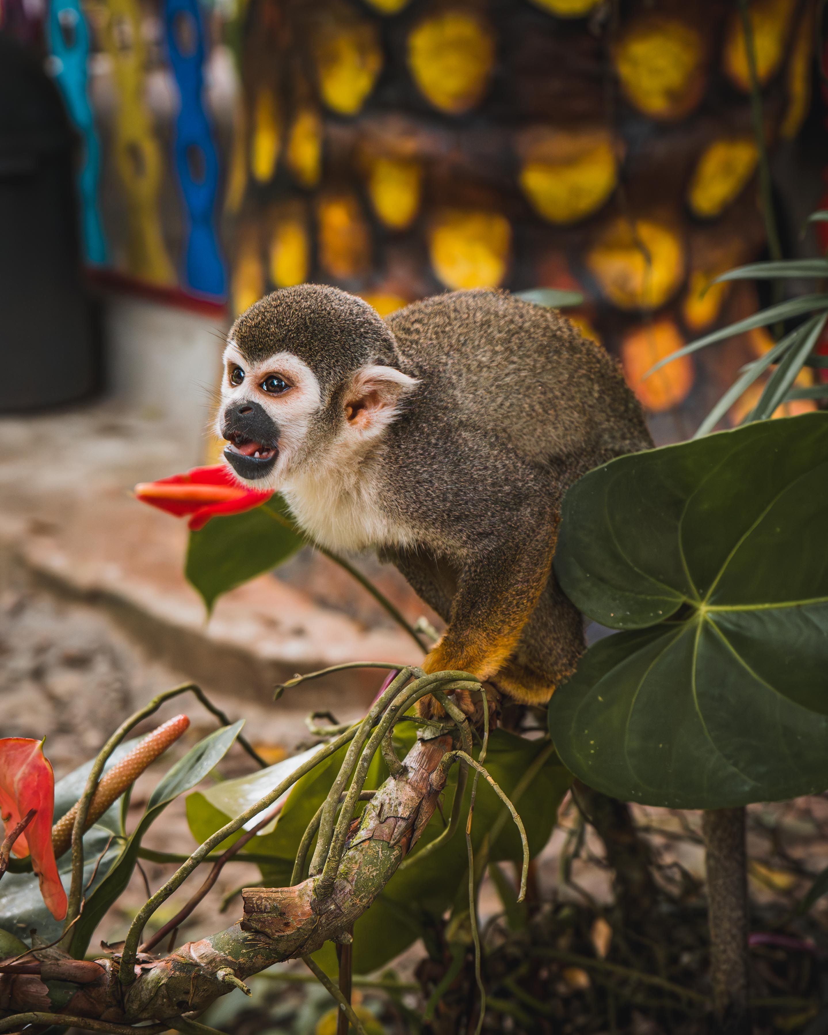 Squirrel Monkey in the Zoo Enclosure · Free Stock Photo