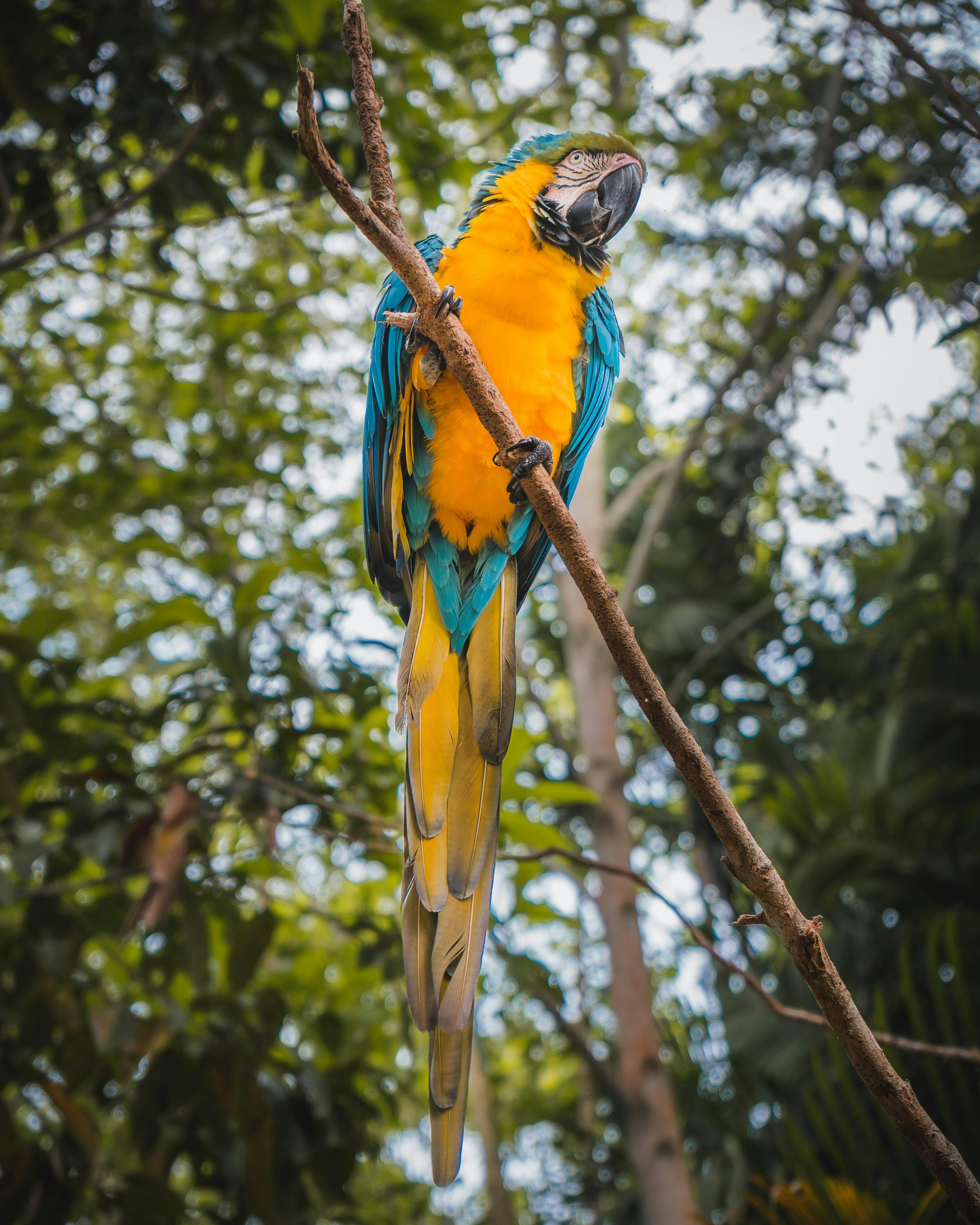 Photo gratuite de amérique du sud, amérique latine, animaux, ara, ara ...