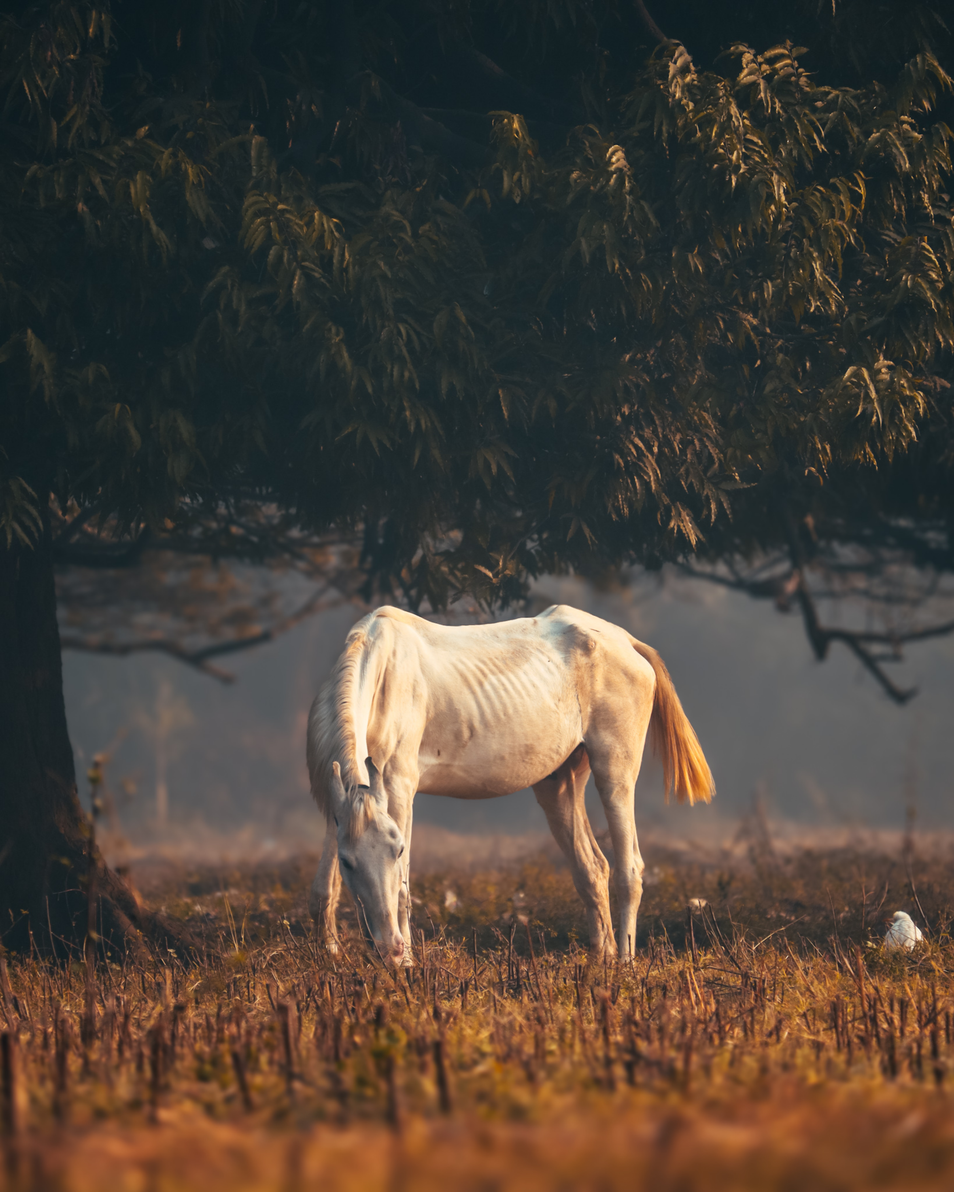 White Horse under Tree · Free Stock Photo