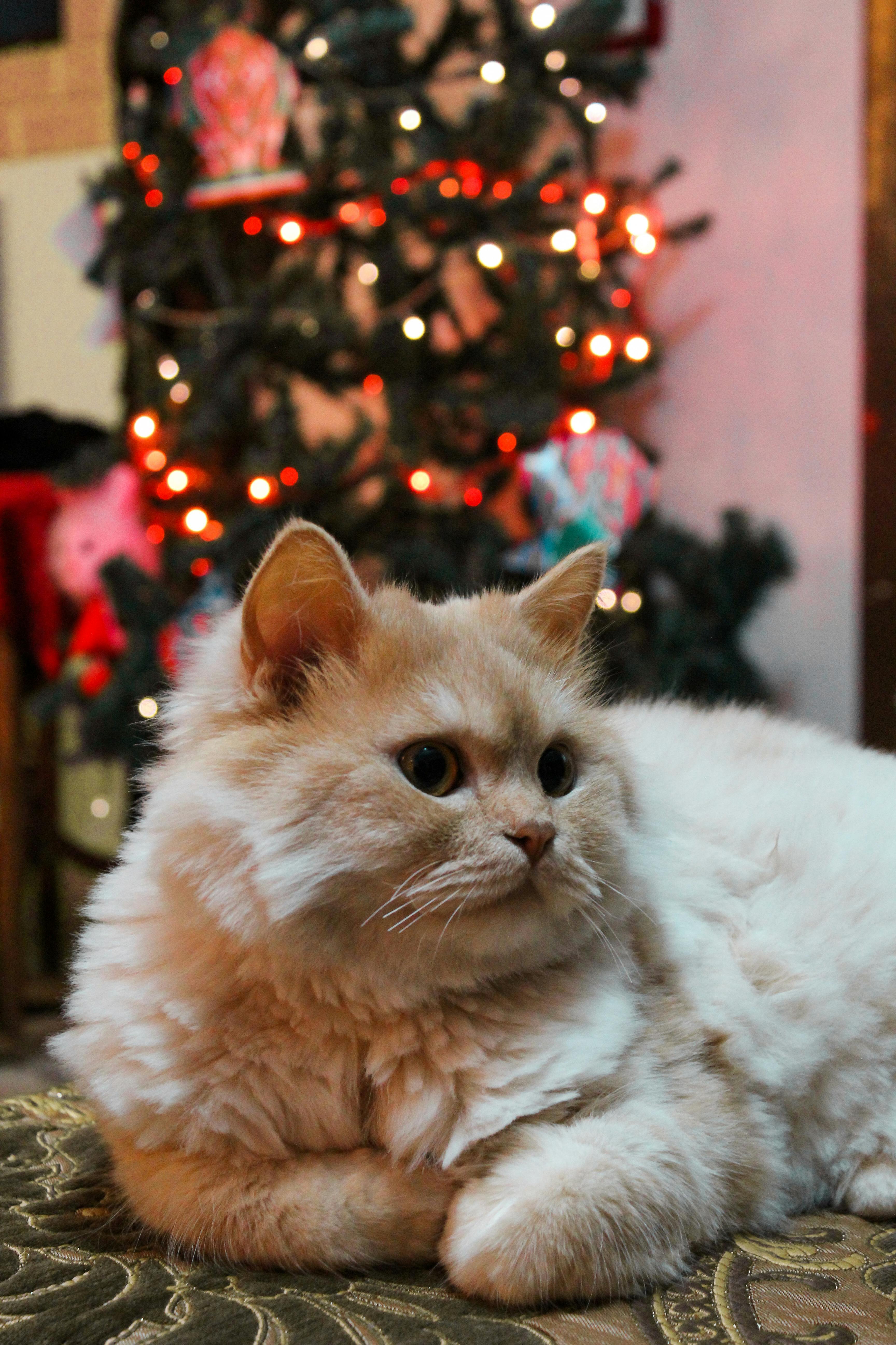A cat is laying on a couch in front of a christmas tree · Free Stock Photo
