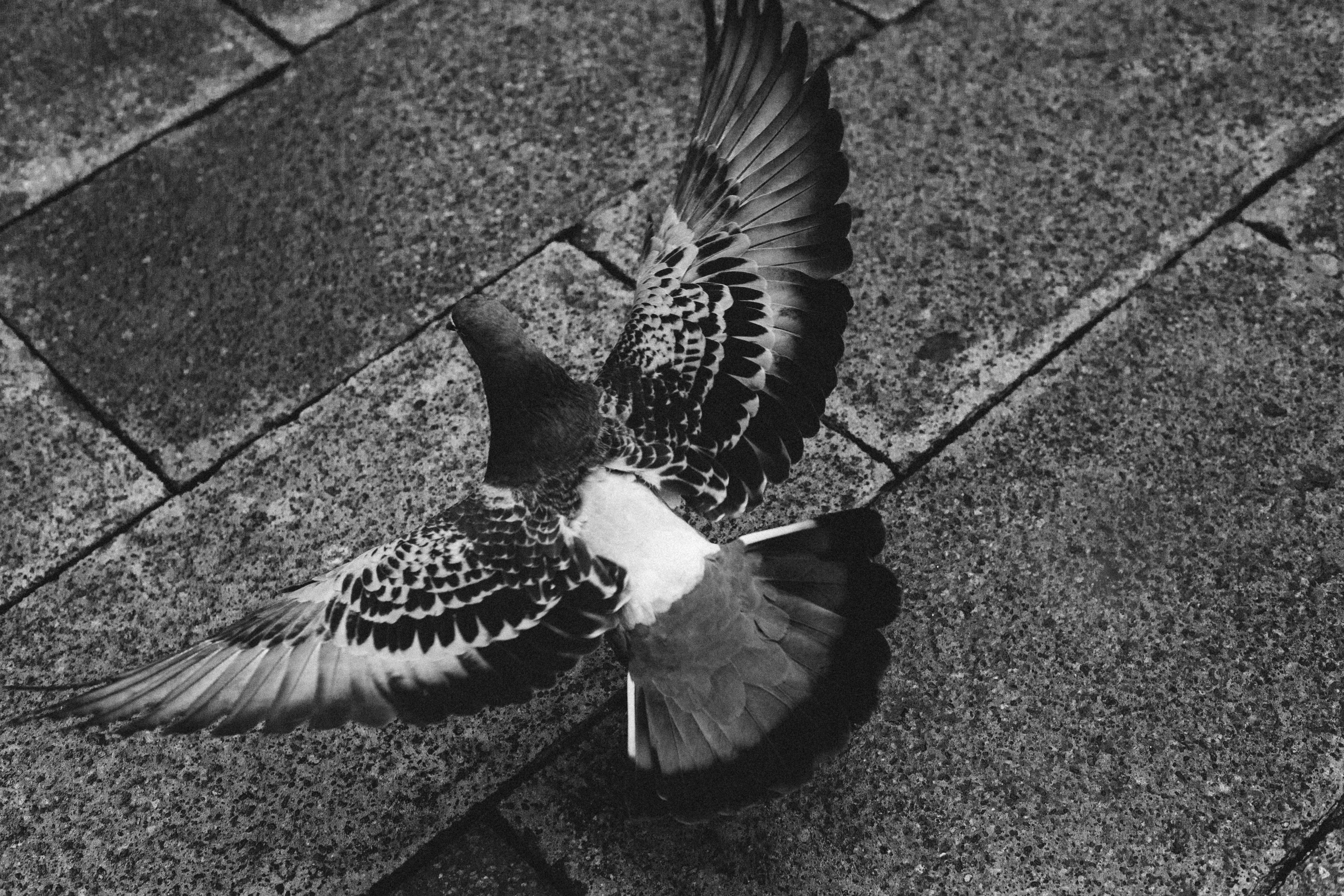 Dove Landing Photos, Download The BEST Free Dove Landing Stock Photos ...