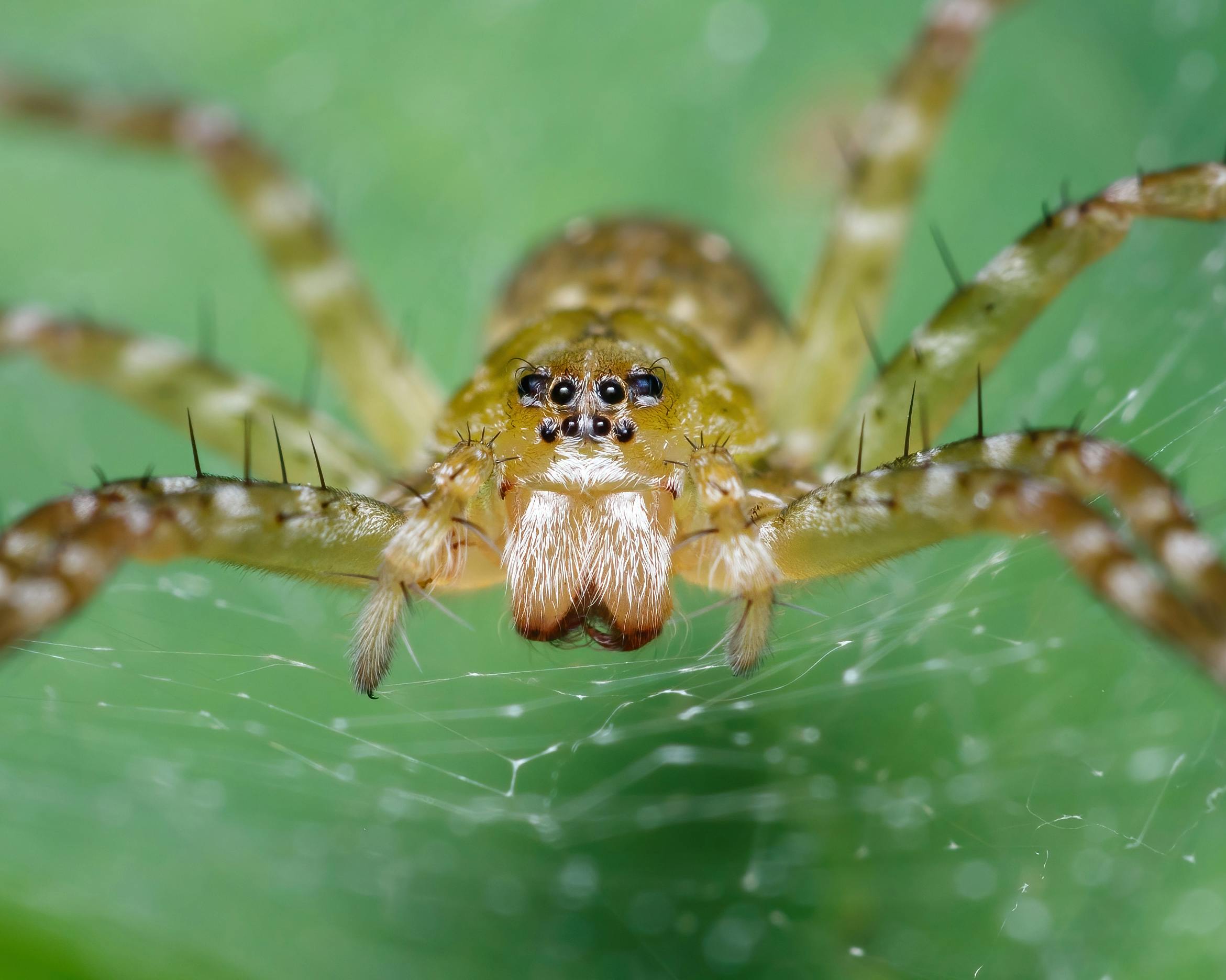 Macro Photography of Spider · Free Stock Photo
