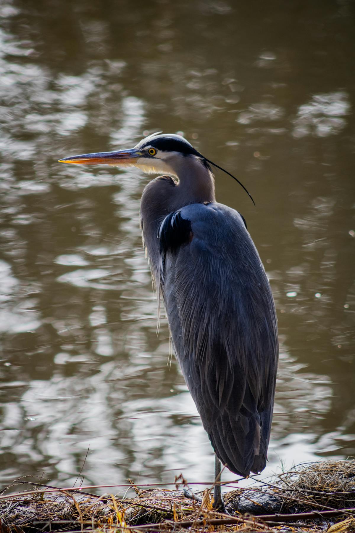 Blue Heron Photos, Download The BEST Free Blue Heron Stock Photos & HD ...