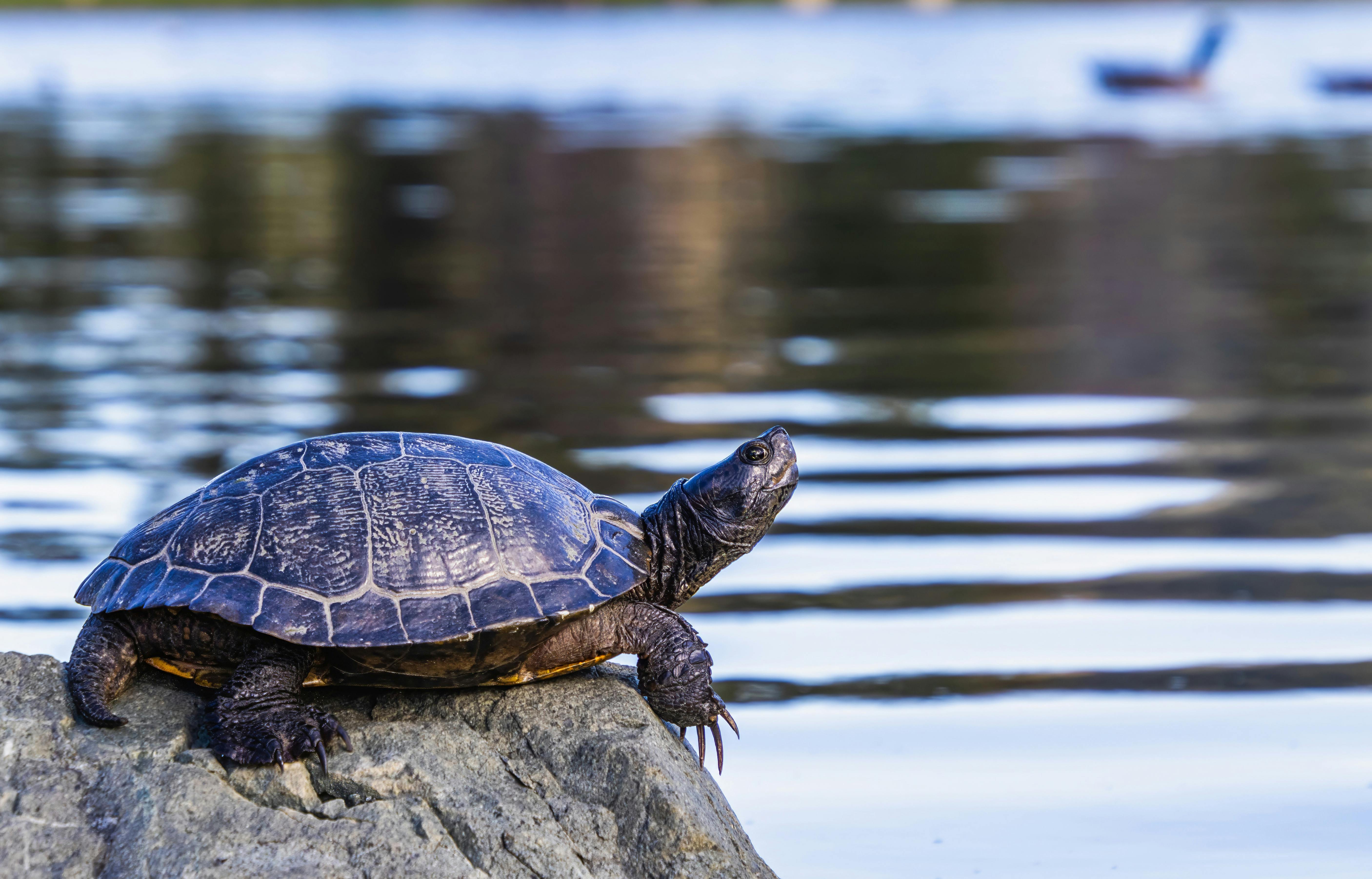 Close-up of a Hispaniolan Slider Turtle Sitting on a Rock · Free Stock ...