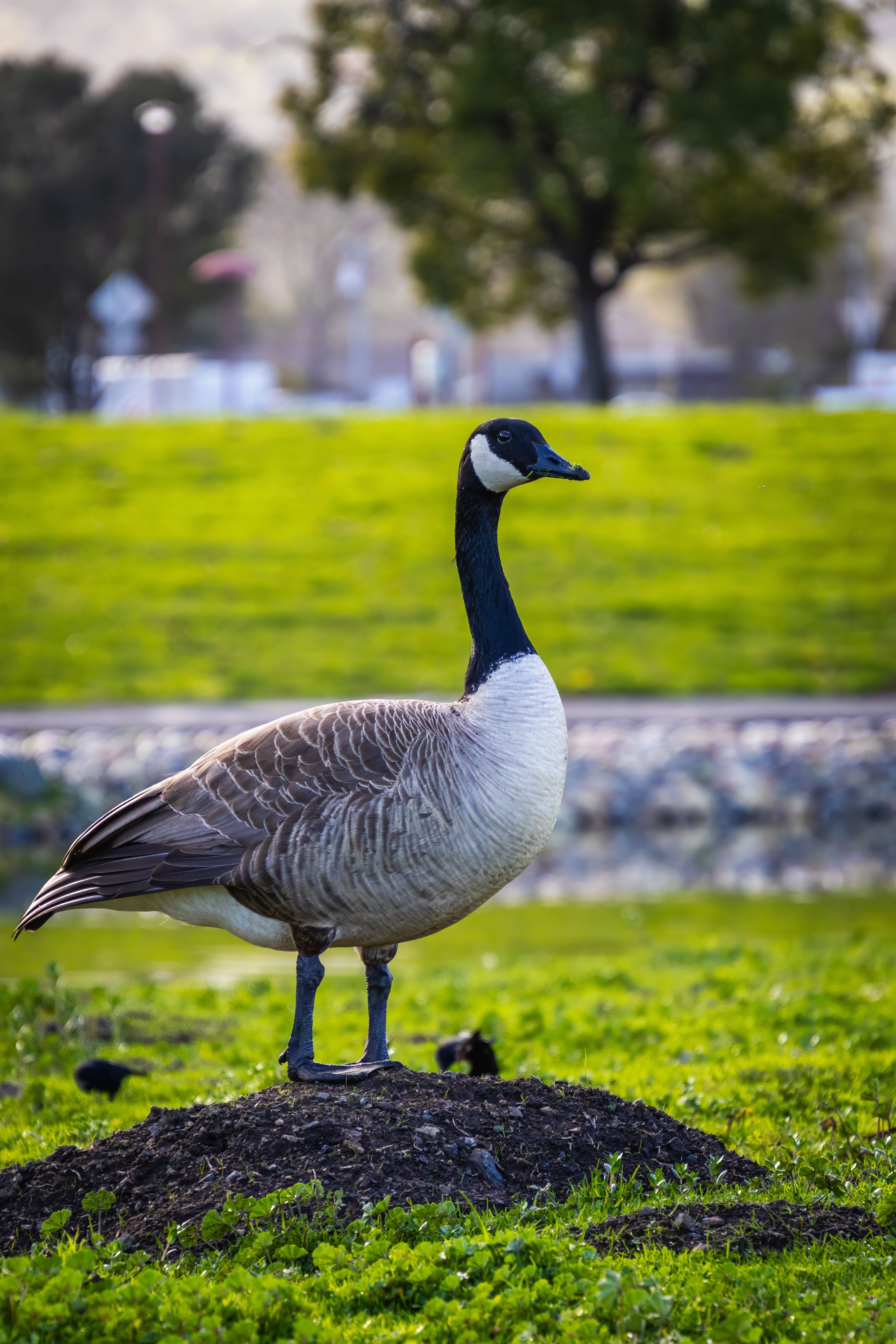 Portrait of a Canada Goose Standing on Grass · Free Stock Photo