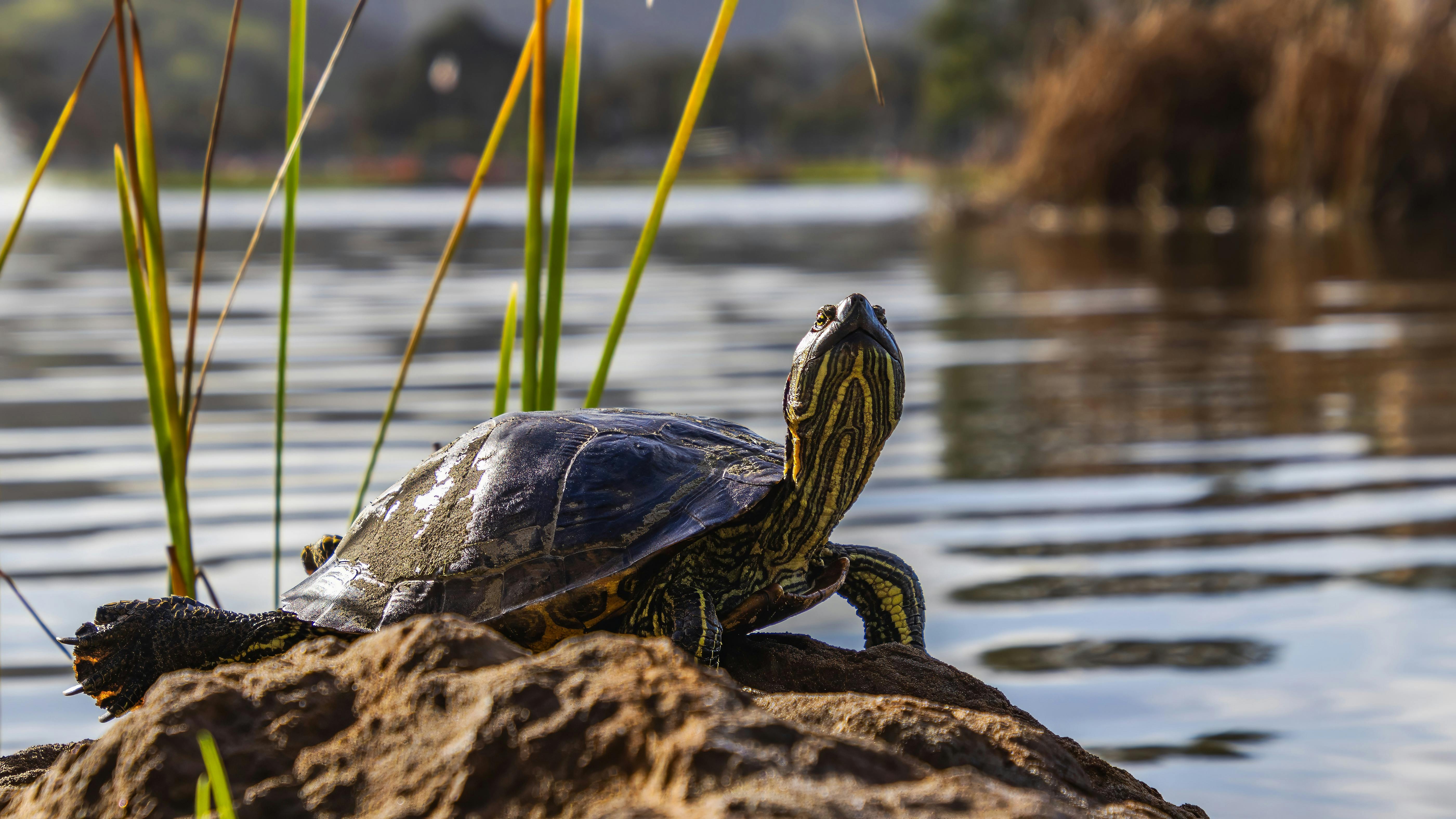 Turtle Stand on Rock Shore · Free Stock Photo