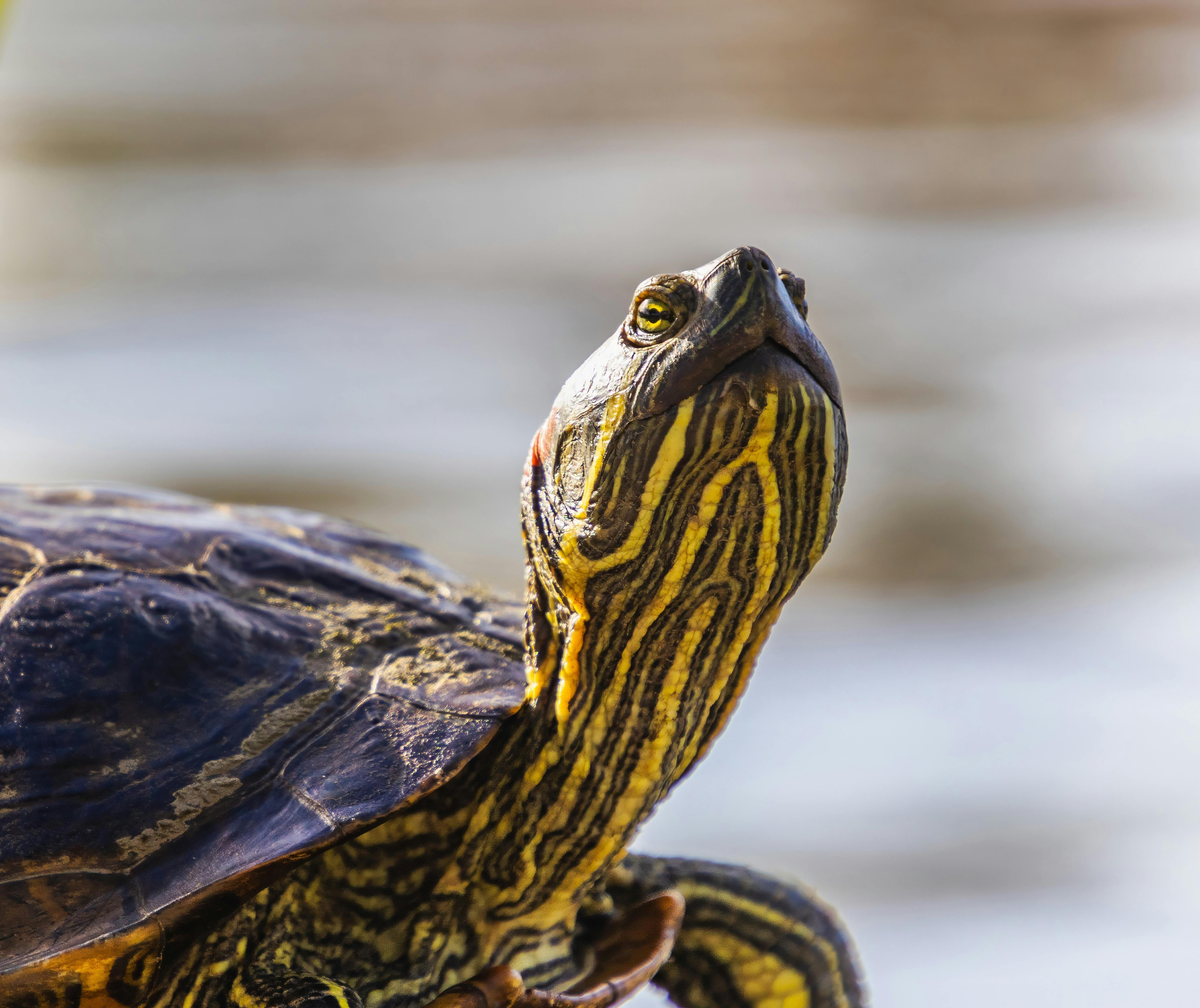 Head of Turtle · Free Stock Photo