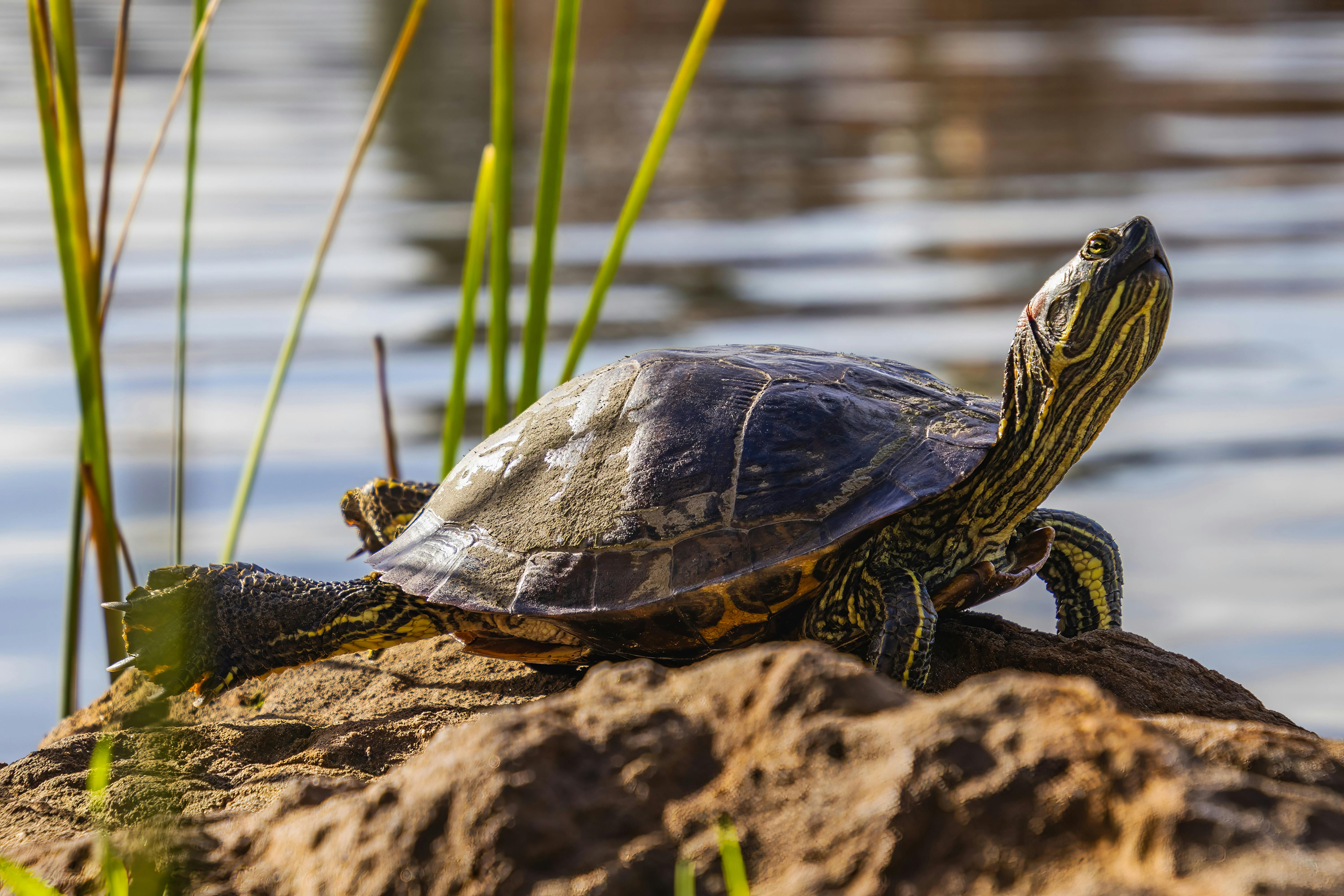 Turtle Stand on Rocky Shore · Free Stock Photo