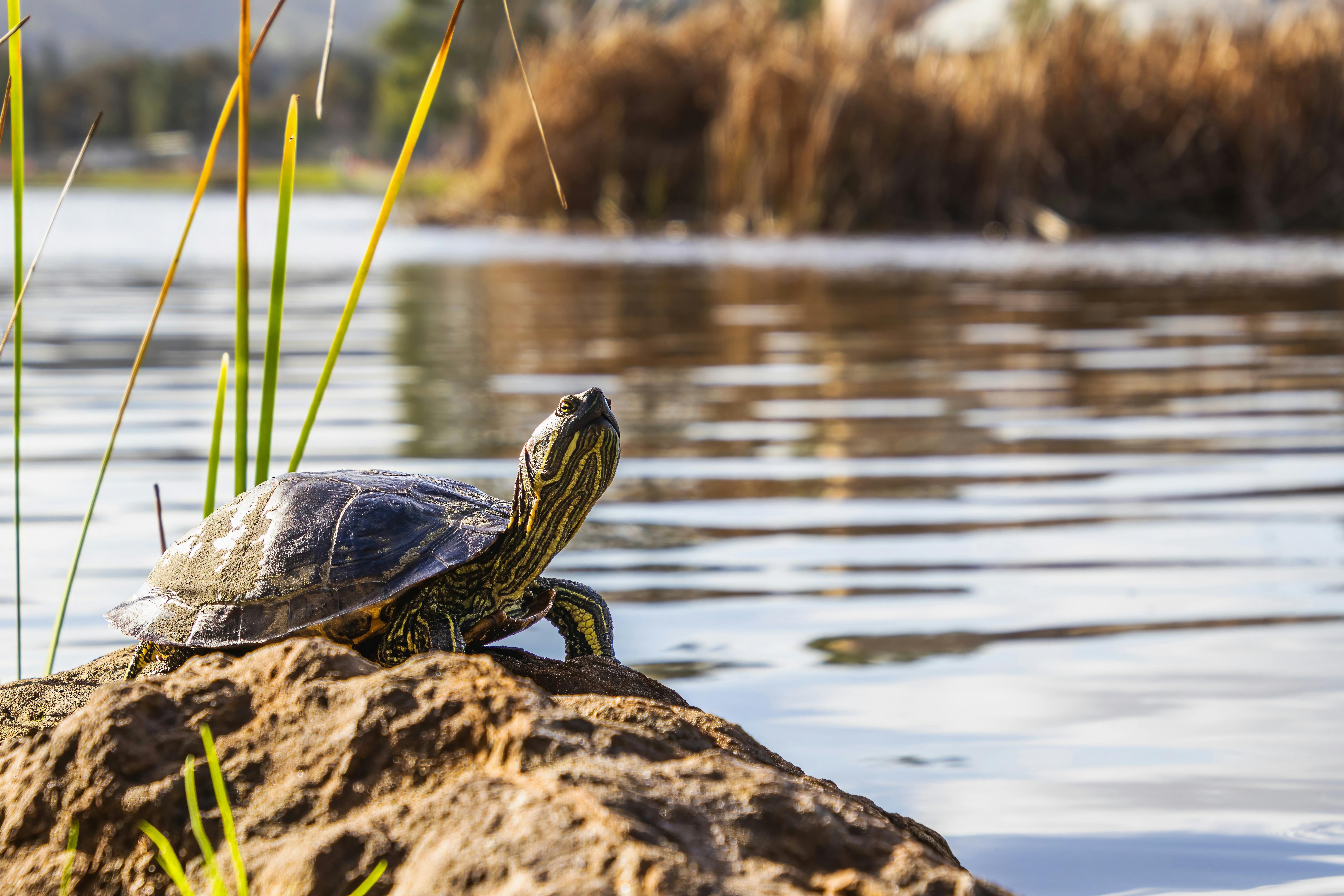 Turtle Stand on Shore · Free Stock Photo