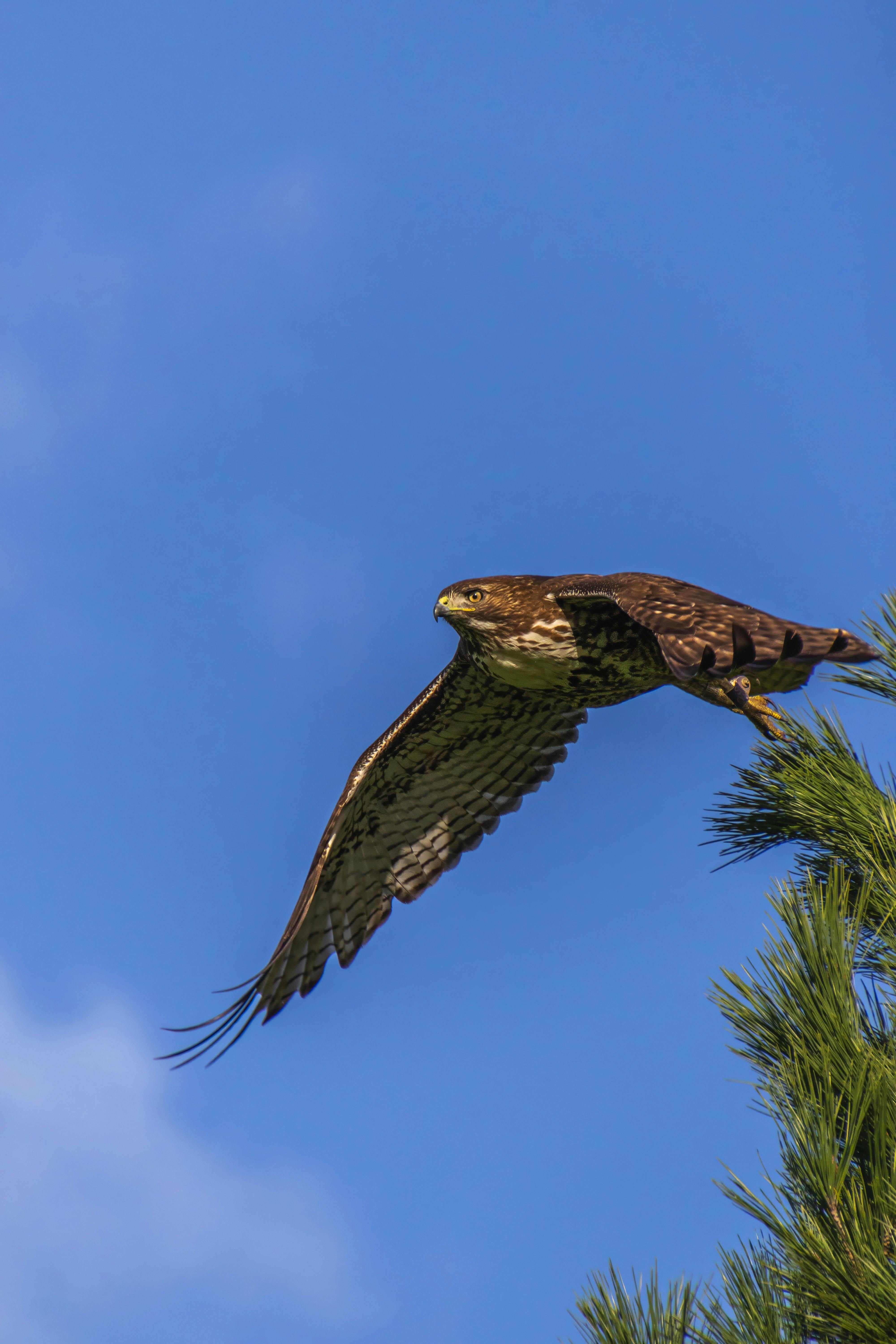 A hawk flying over a pine tree with blue sky · Free Stock Photo