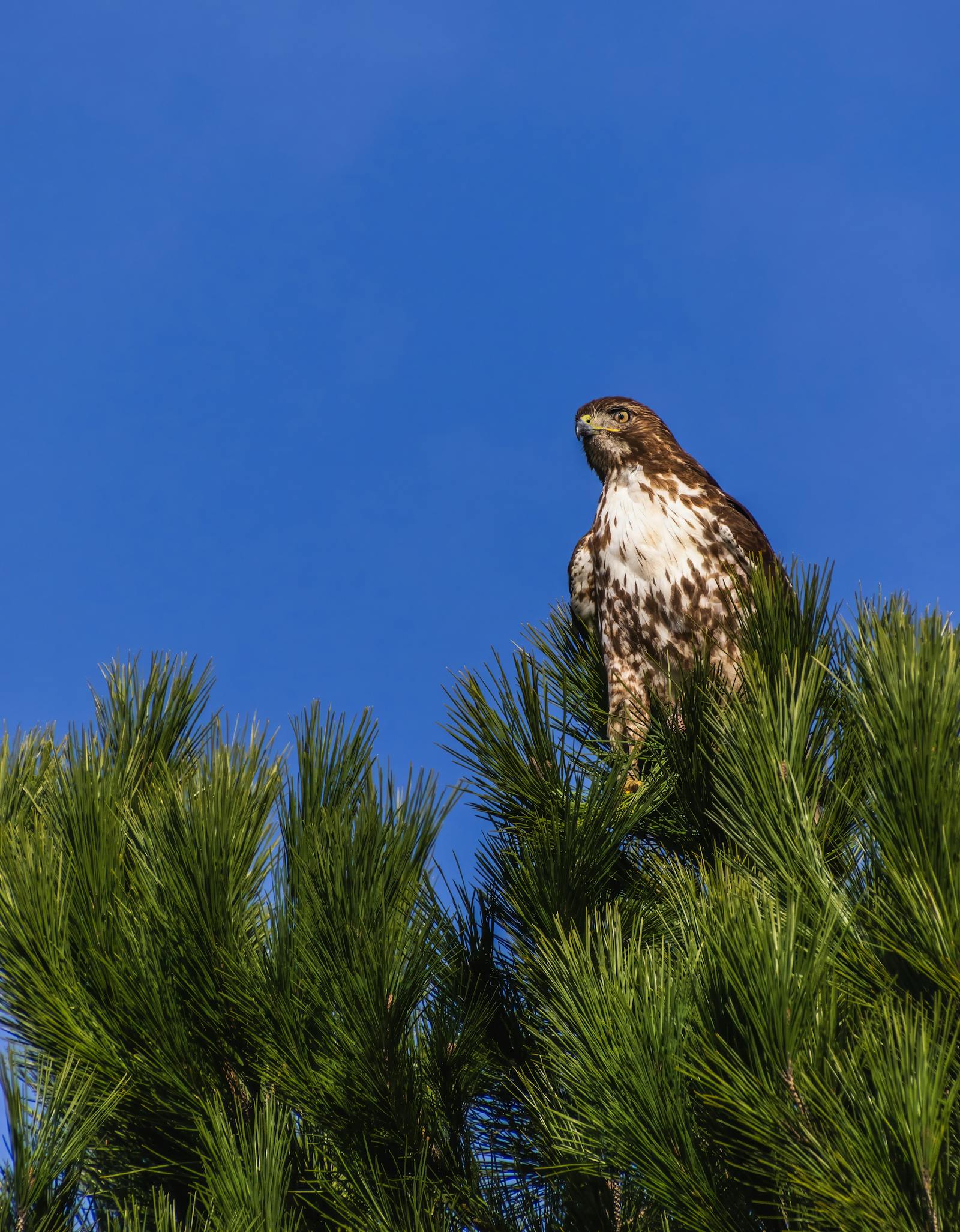 Soar Like An Eagle Vertical Images Photos, Download The BEST Free Soar Like An Eagle Vertical ...