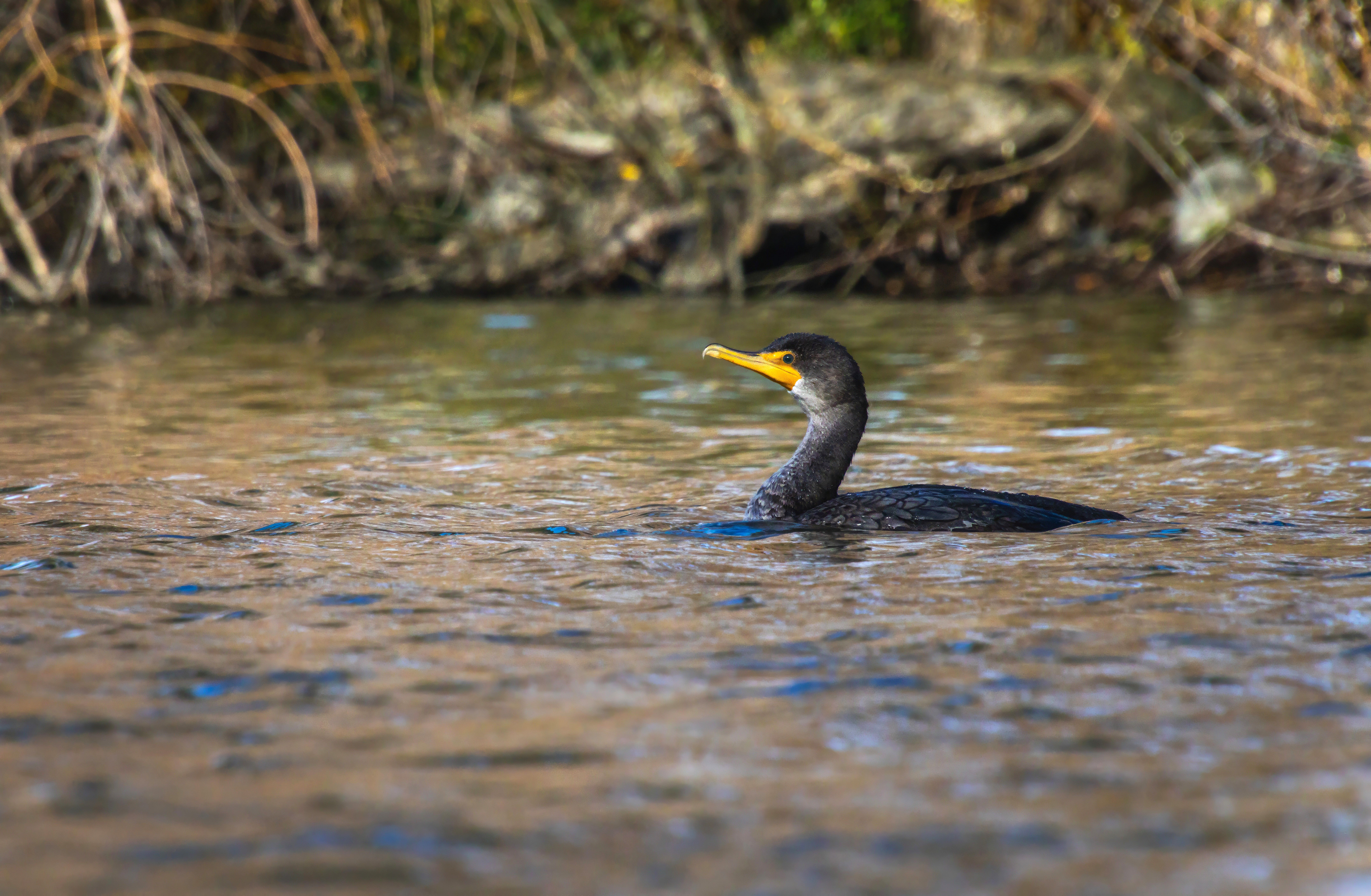 Close-up of a Cormorant Swimming in a Body of Water · Free Stock Photo