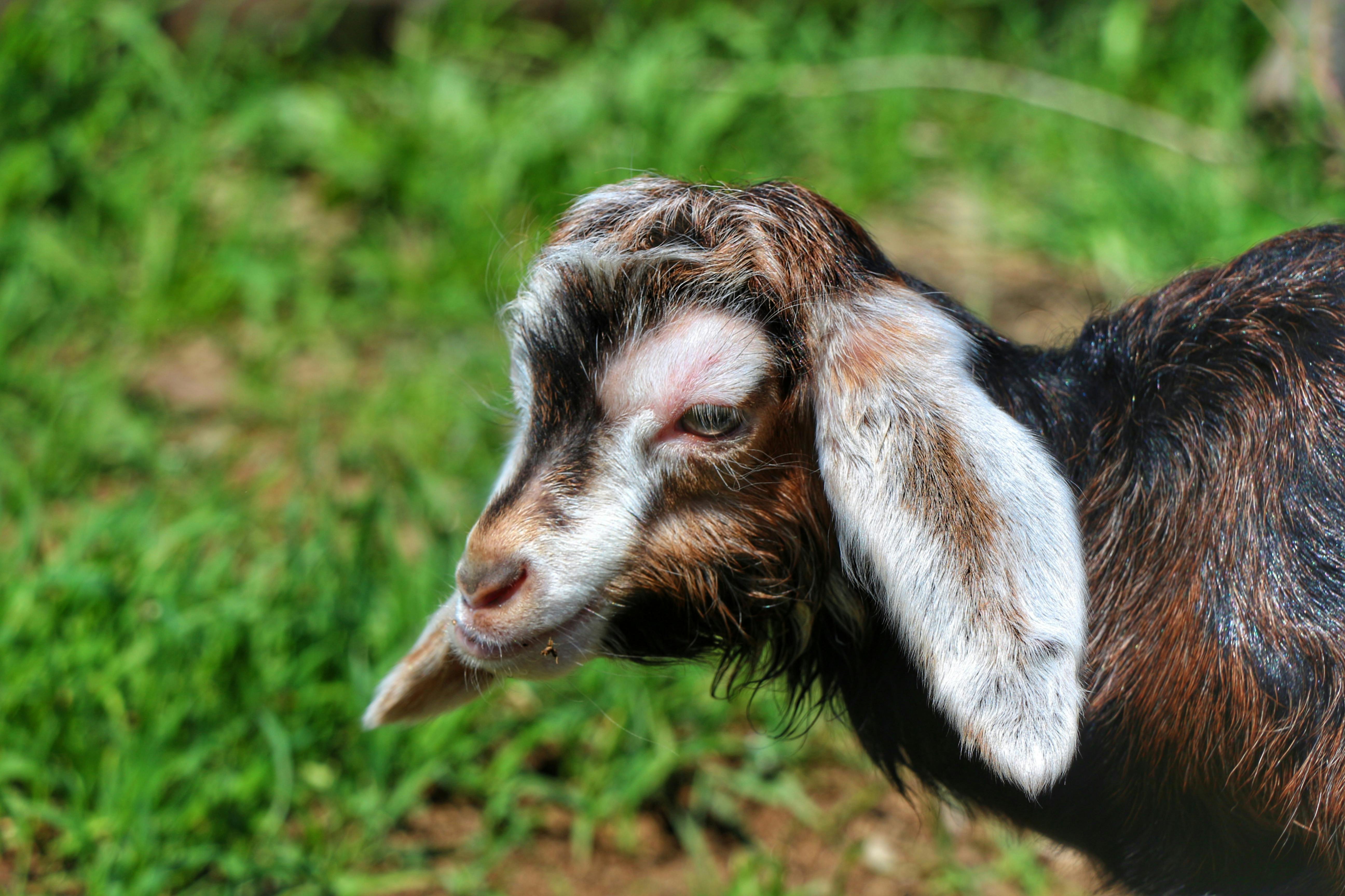 Portrait of Goat Kid · Free Stock Photo