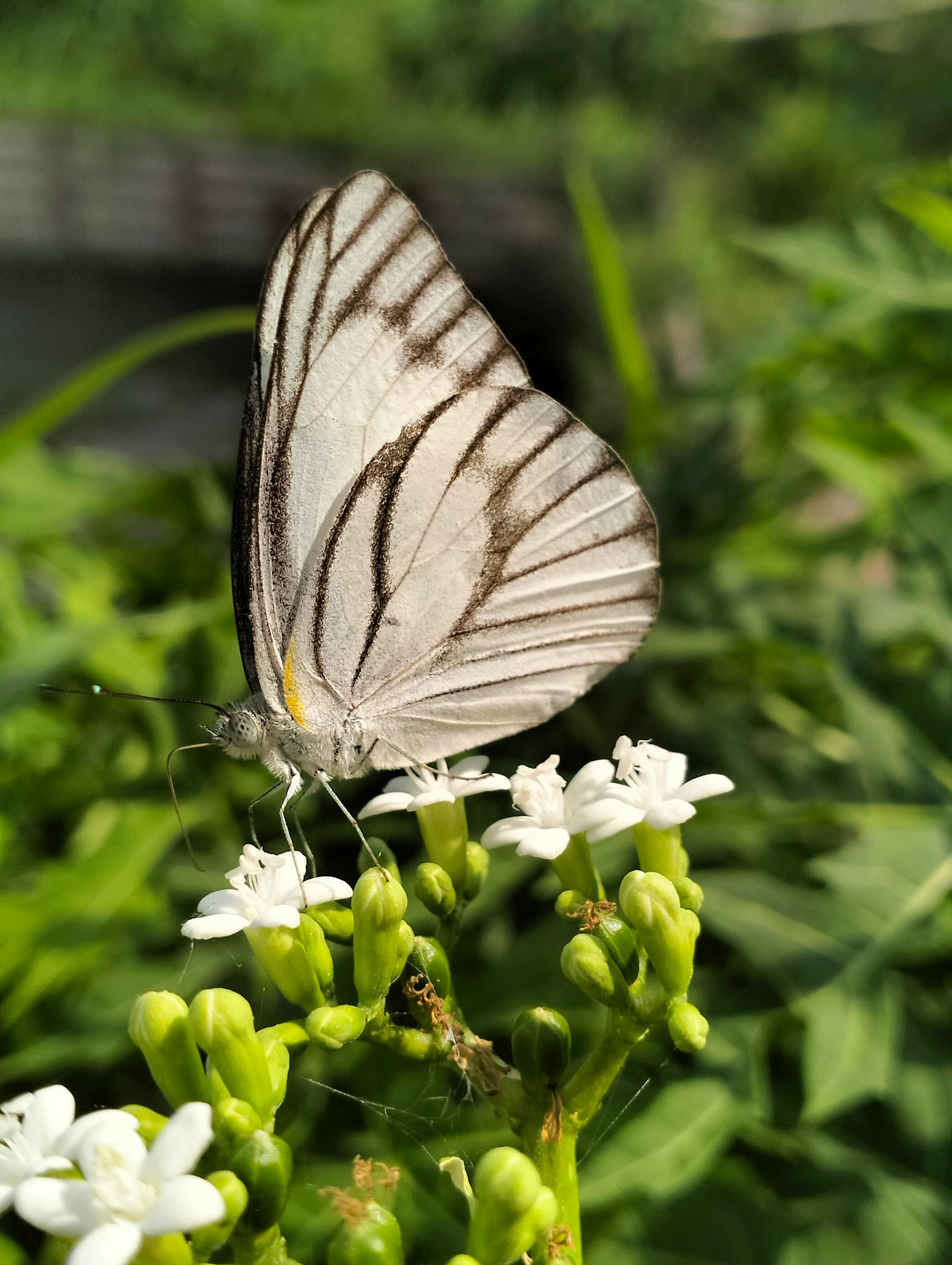 Close-up of a Striped Albatross Butterfly Sitting on a Flower · Free ...