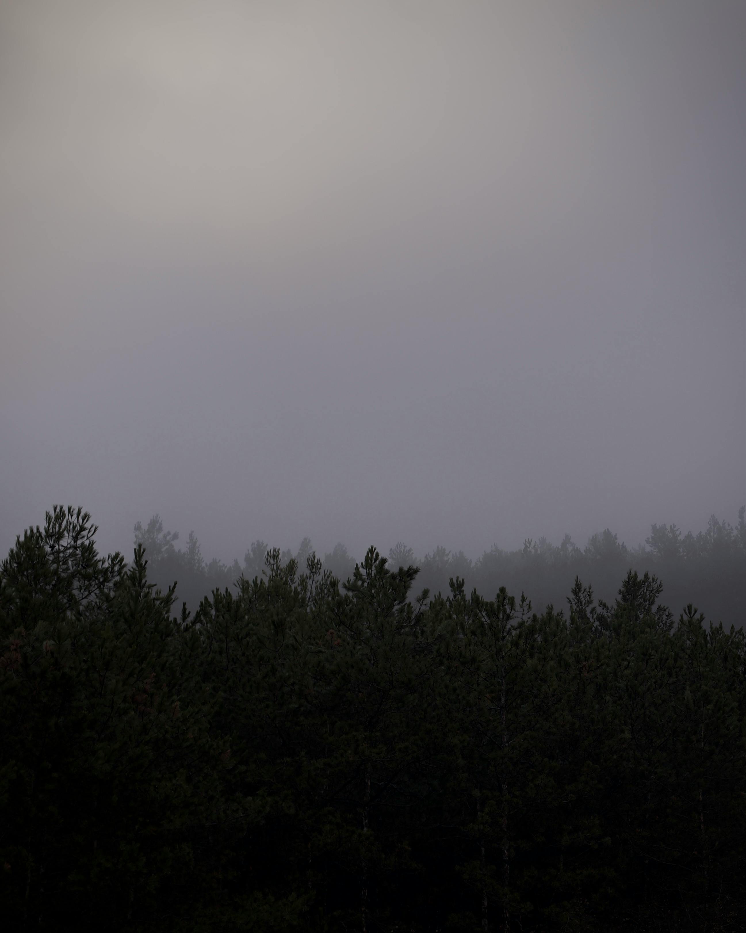 Fog over Forest in Autumn · Free Stock Photo