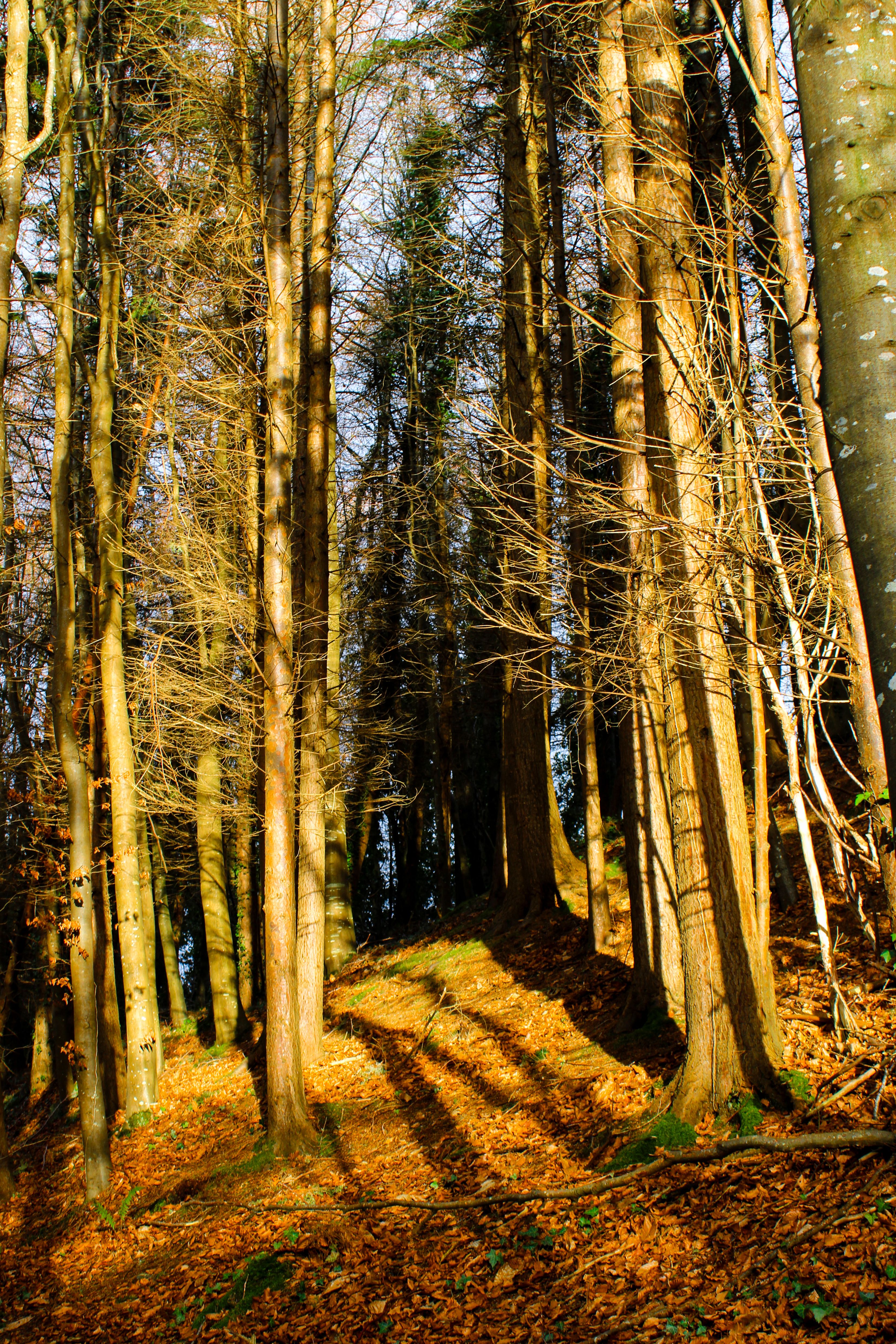 Bare, Sunlit Trees in Forest · Free Stock Photo