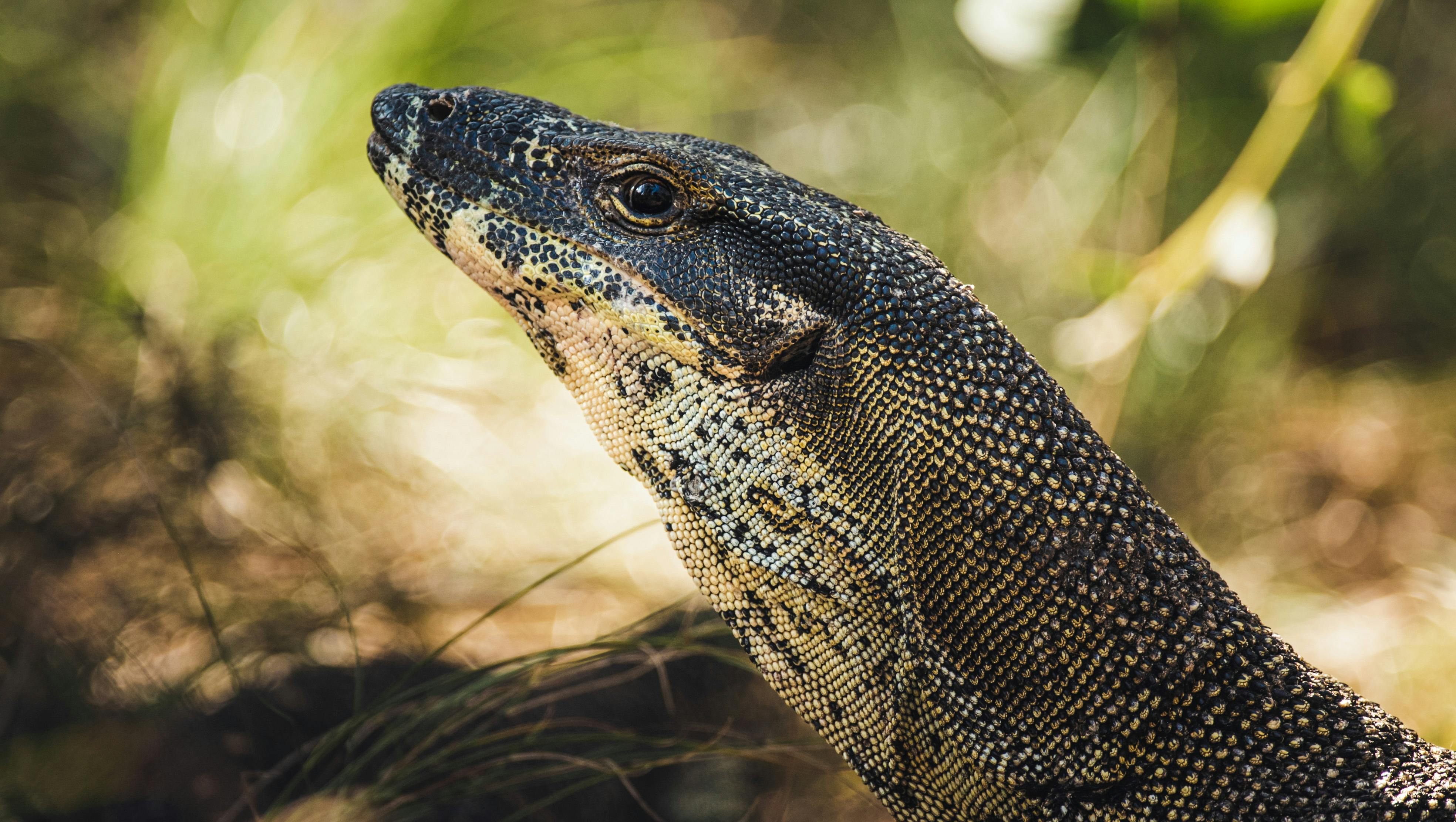 Oleander Hawk Moth · Free Stock Photo