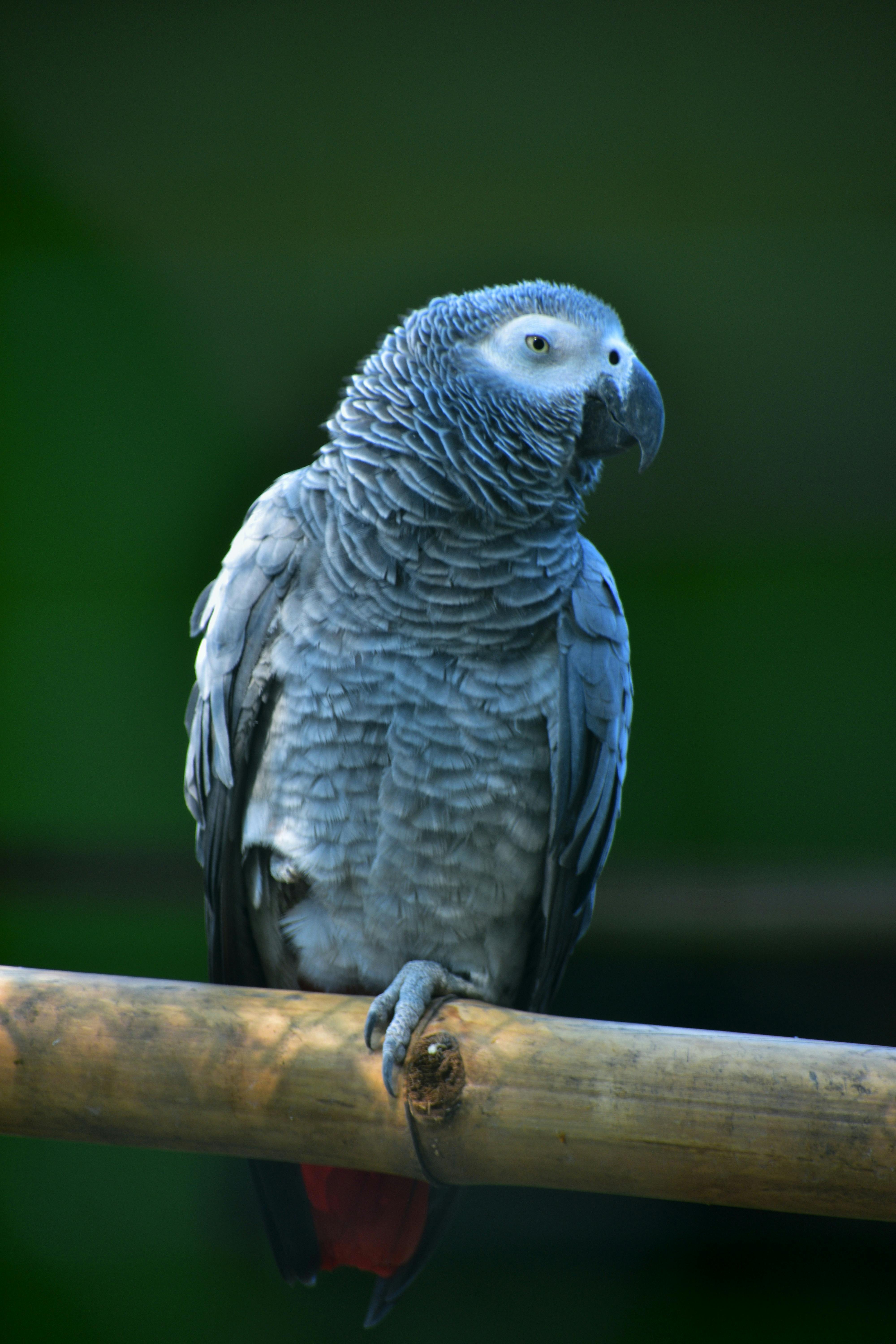 Blue Parrot on a Branch · Free Stock Photo
