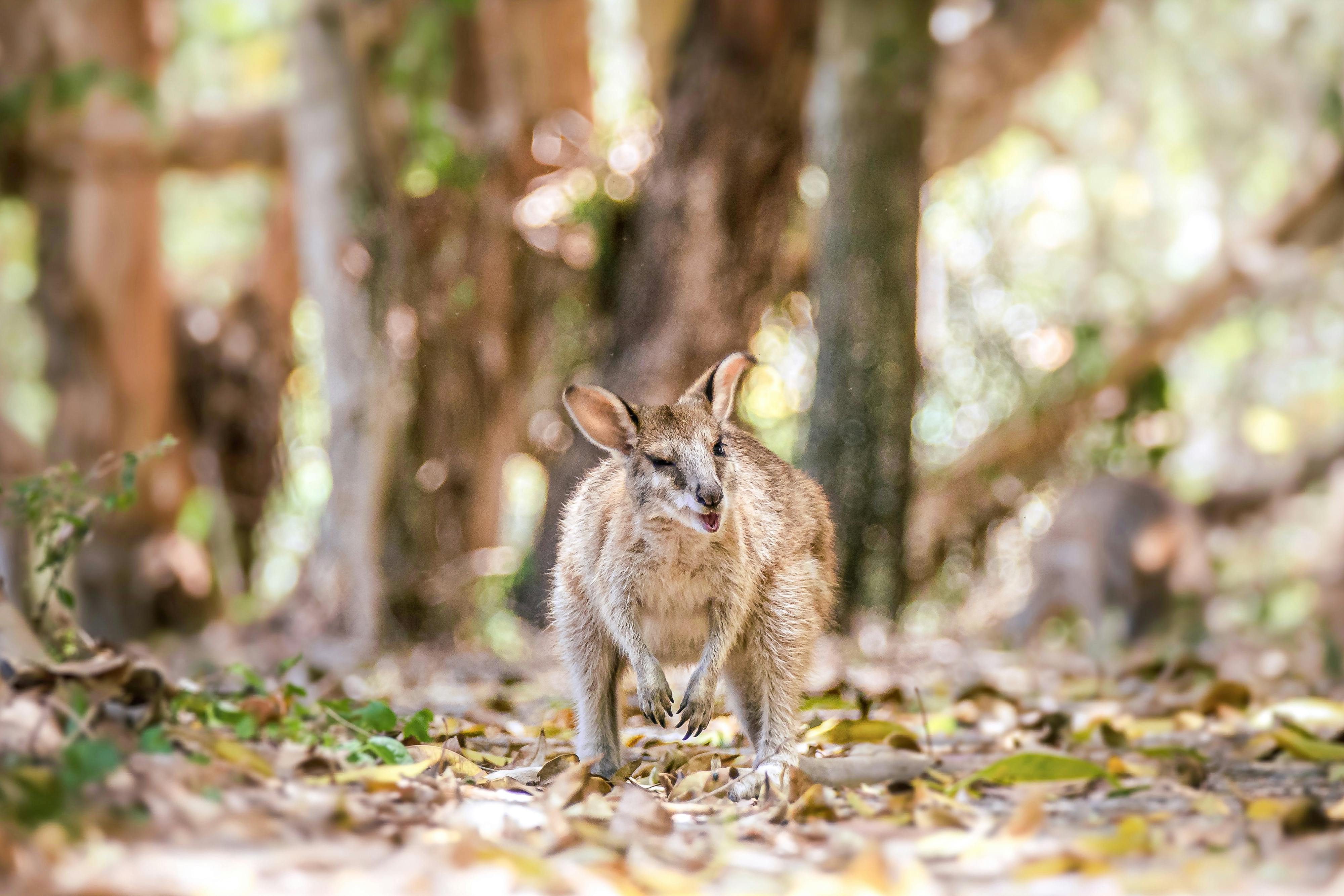 Kangaroo in a Forest · Free Stock Photo