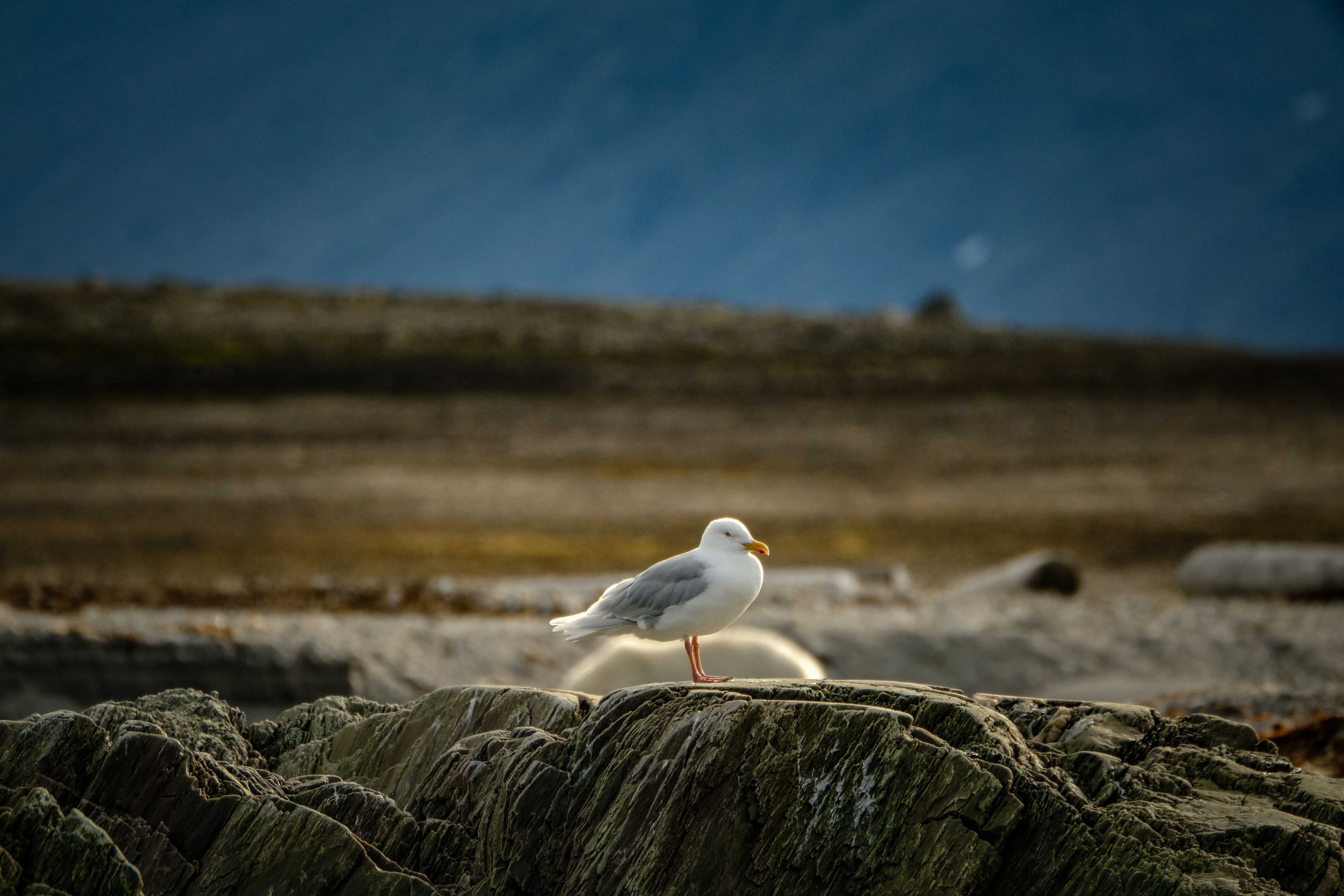 Seagull on Rock · Free Stock Photo