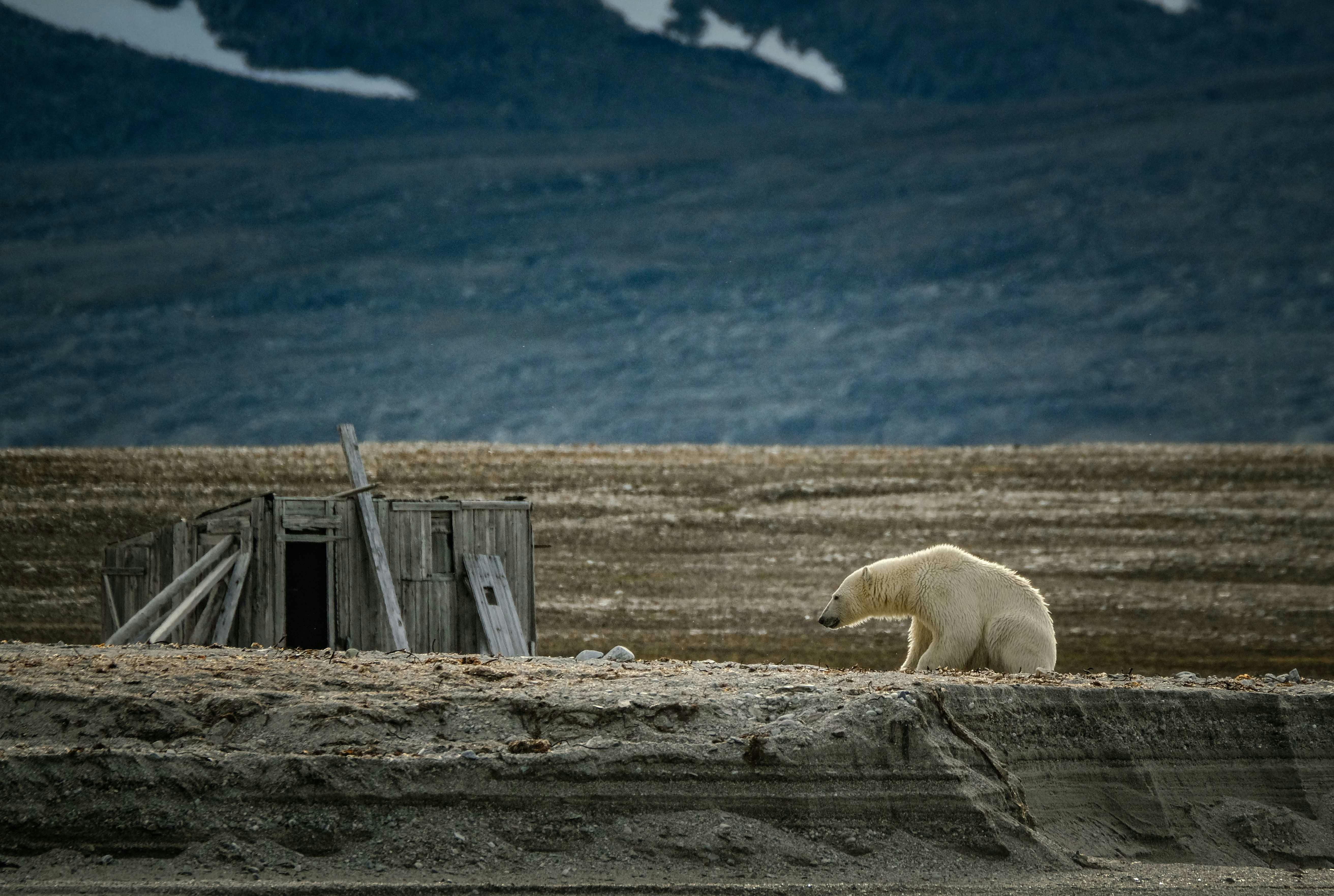 Polar Bear near Abandoned Shed · Free Stock Photo
