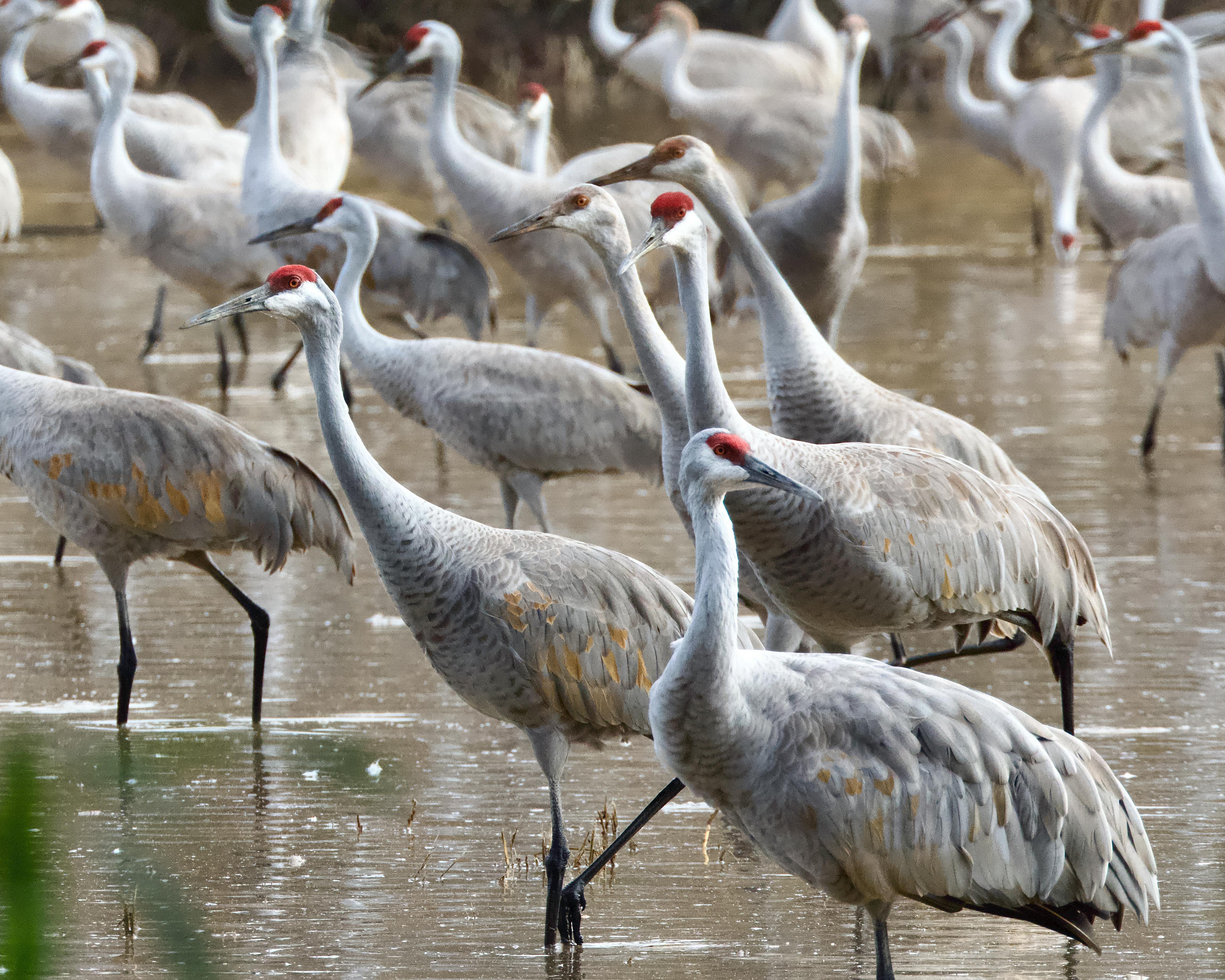 Flock of Whooping Cranes · Free Stock Photo