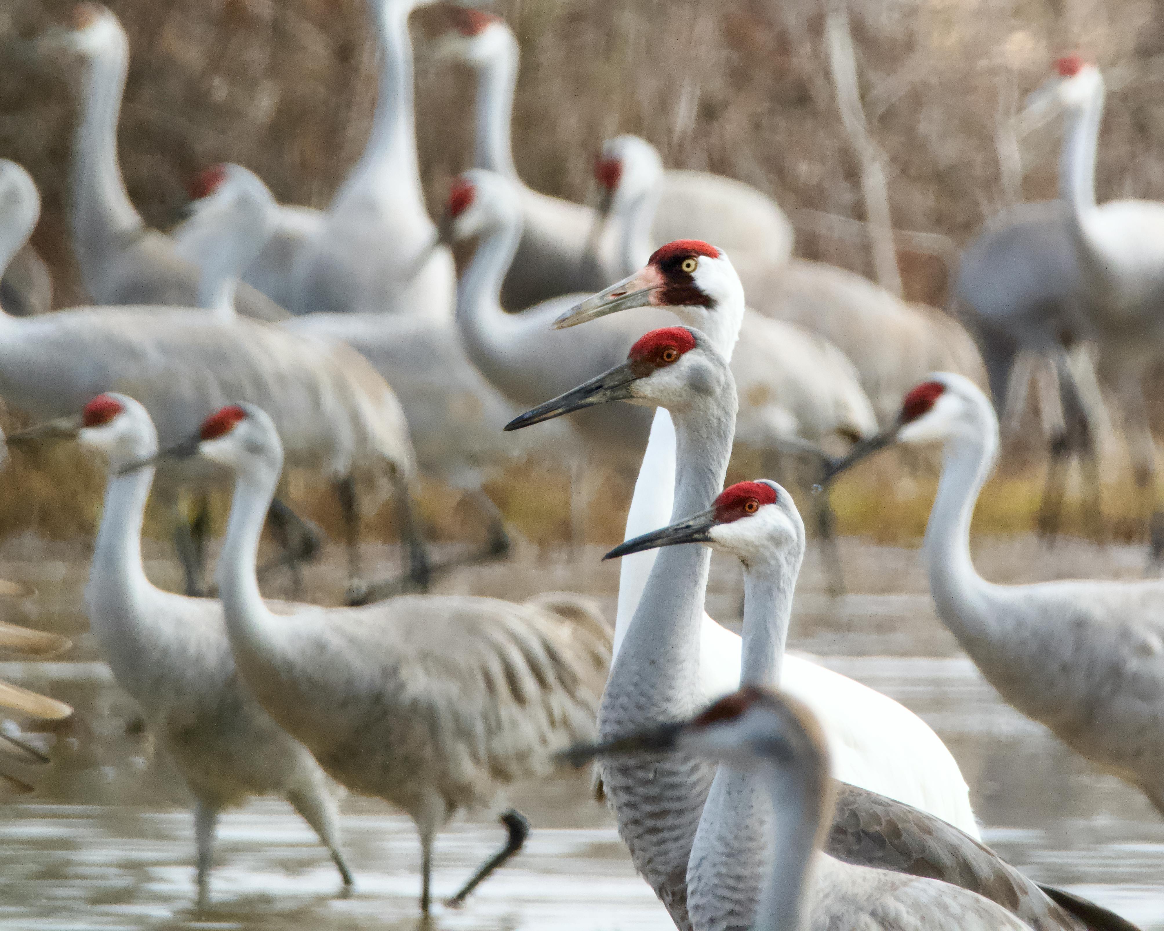 Whooping Crane Birds · Free Stock Photo
