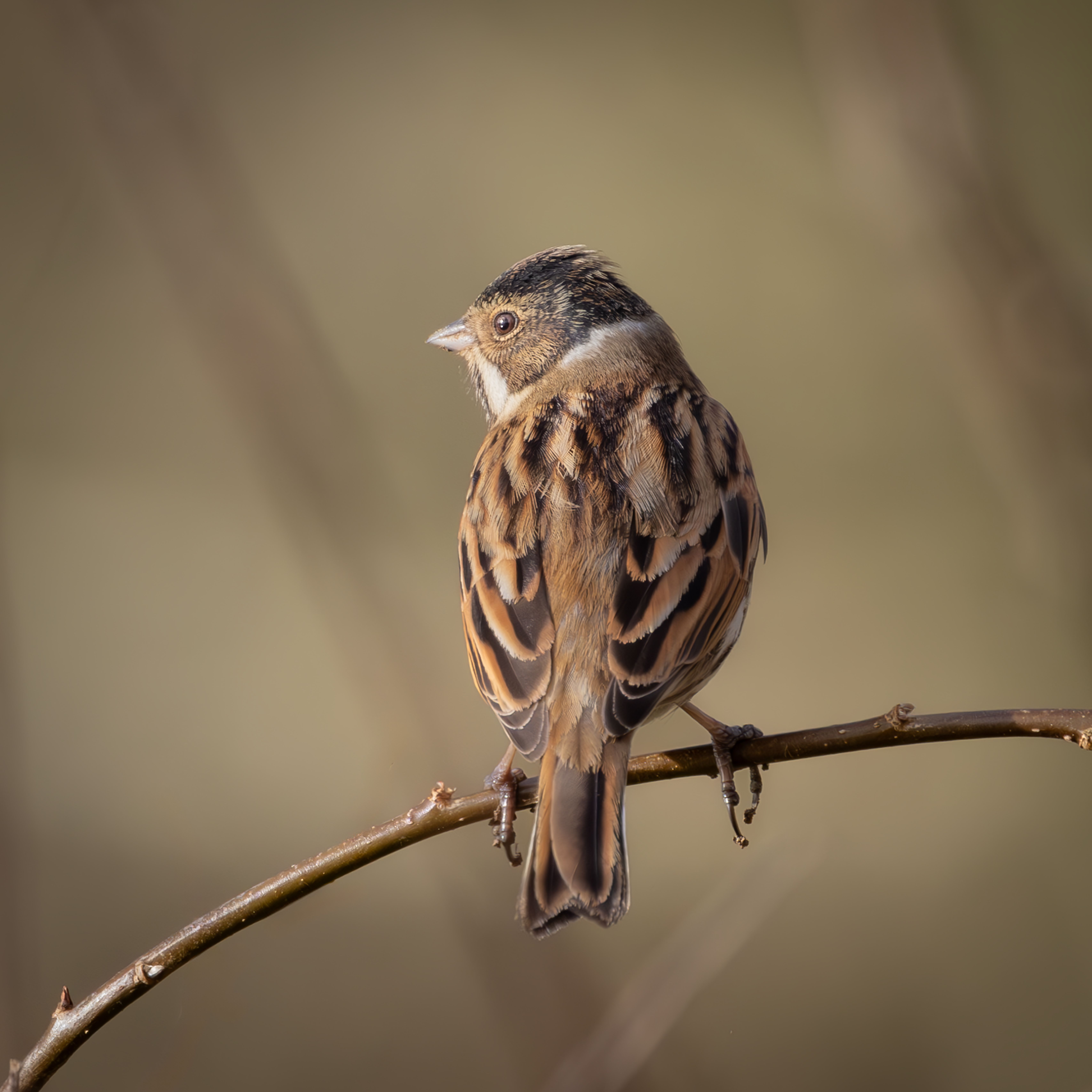 Common Red Bunting Bird · Free Stock Photo
