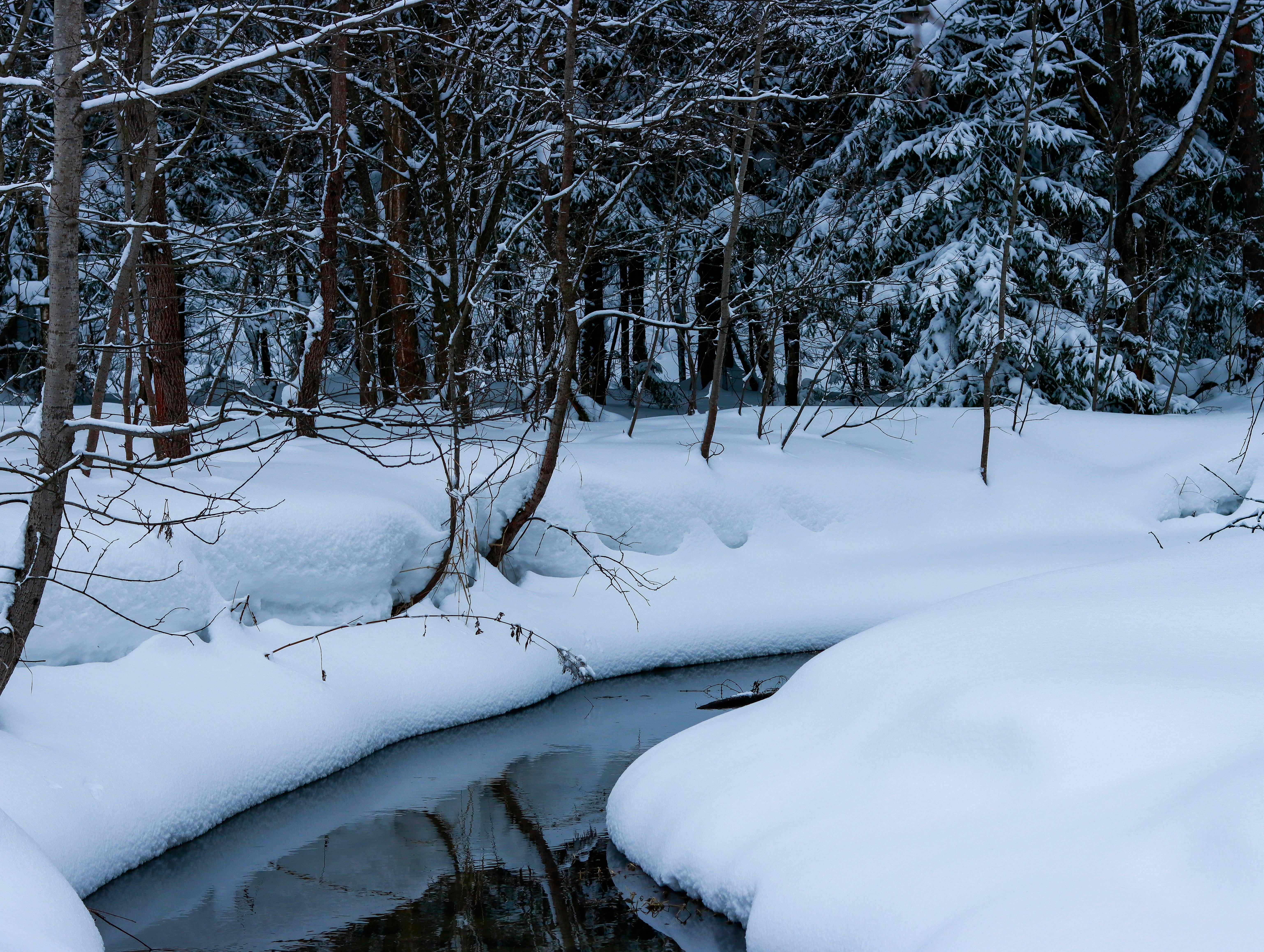 Snow around Stream in Forest · Free Stock Photo