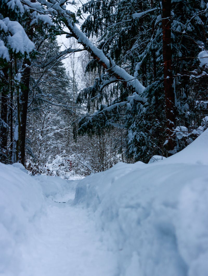 Forest Cold Photos, Download The BEST Free Forest Cold Stock Photos ...