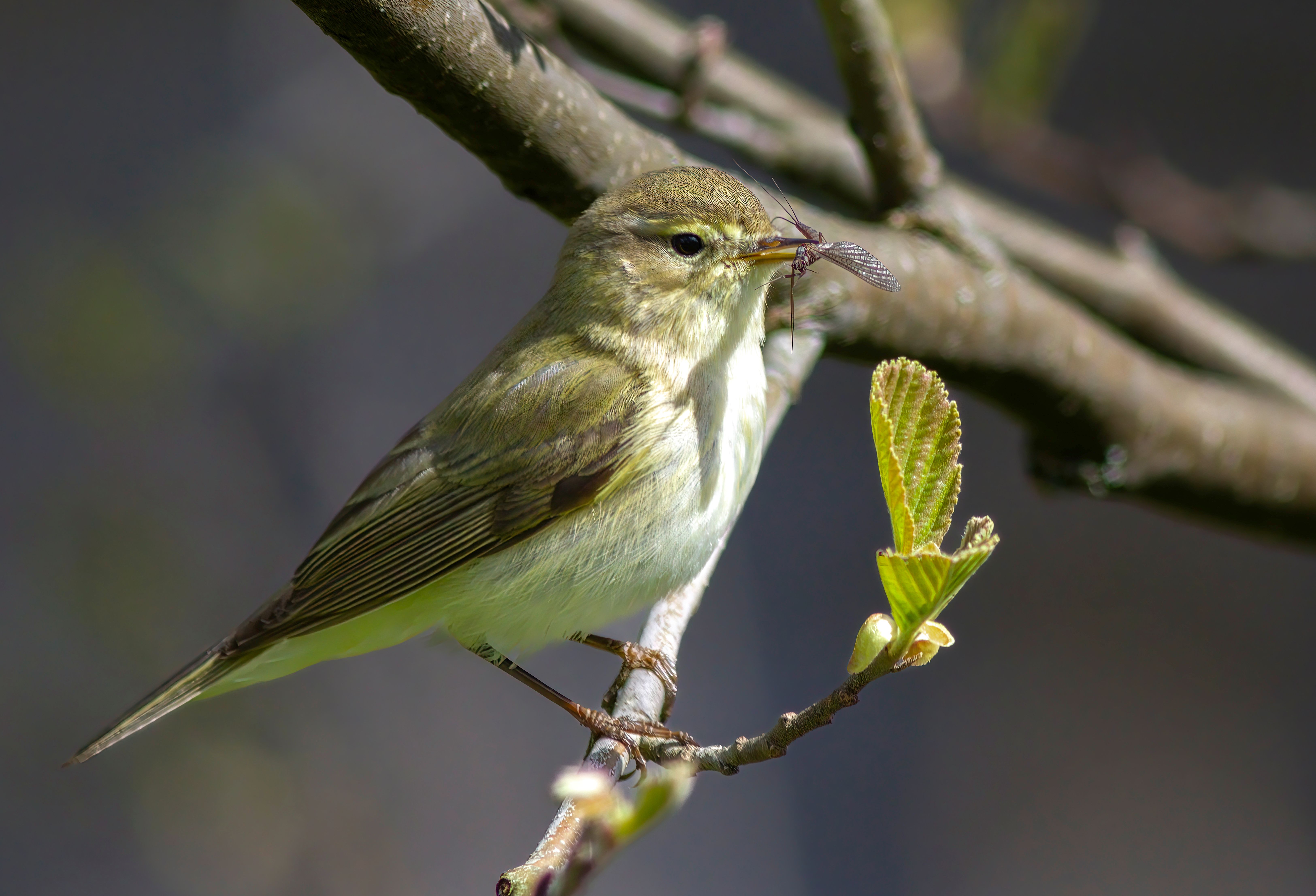 Little Bird on a Branch · Free Stock Photo