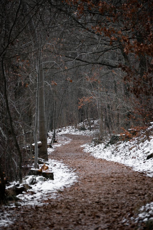Forest Cold Photos, Download The BEST Free Forest Cold Stock Photos ...