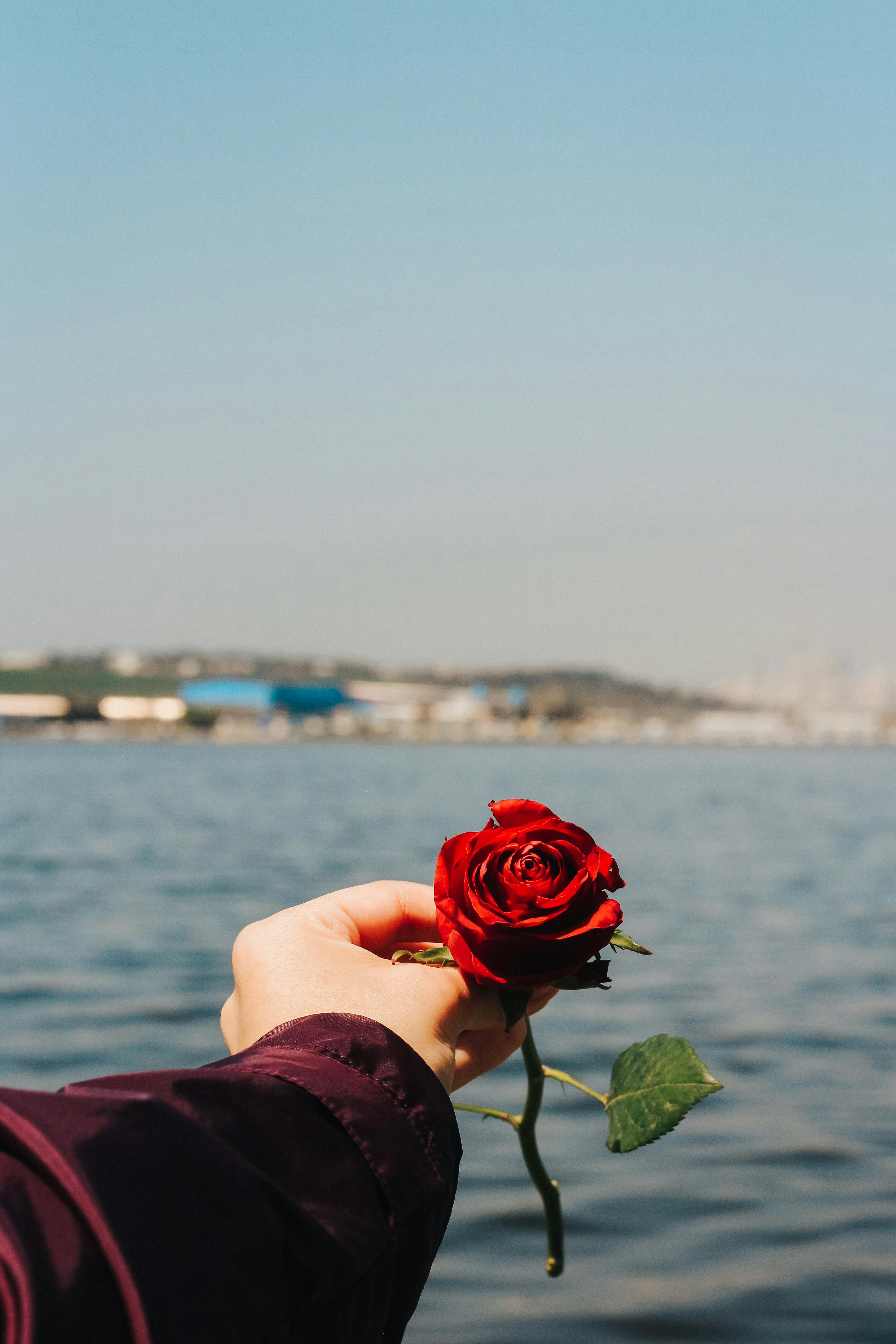 Woman Hand Holding Rose · Free Stock Photo