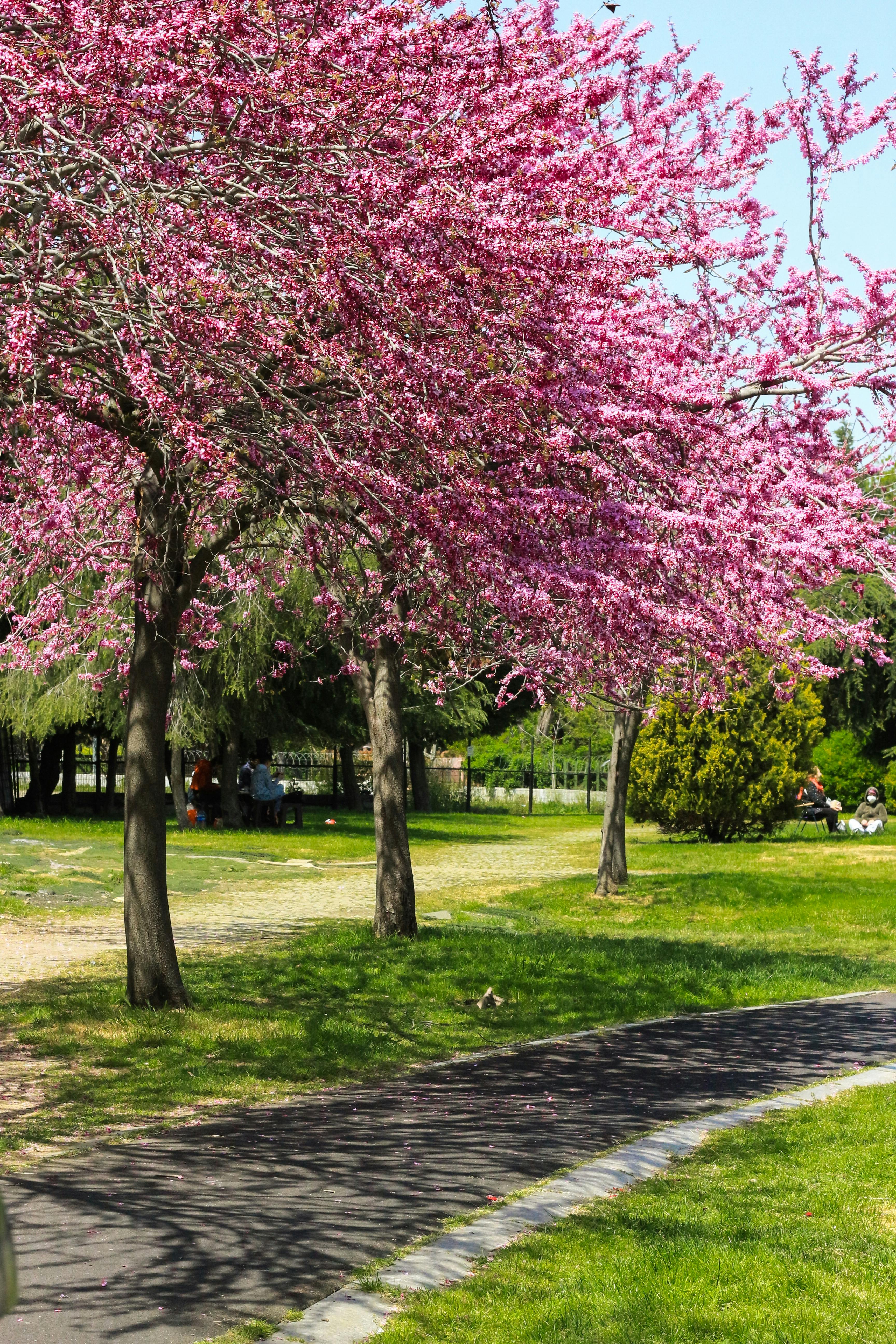 Trees in Spring · Free Stock Photo