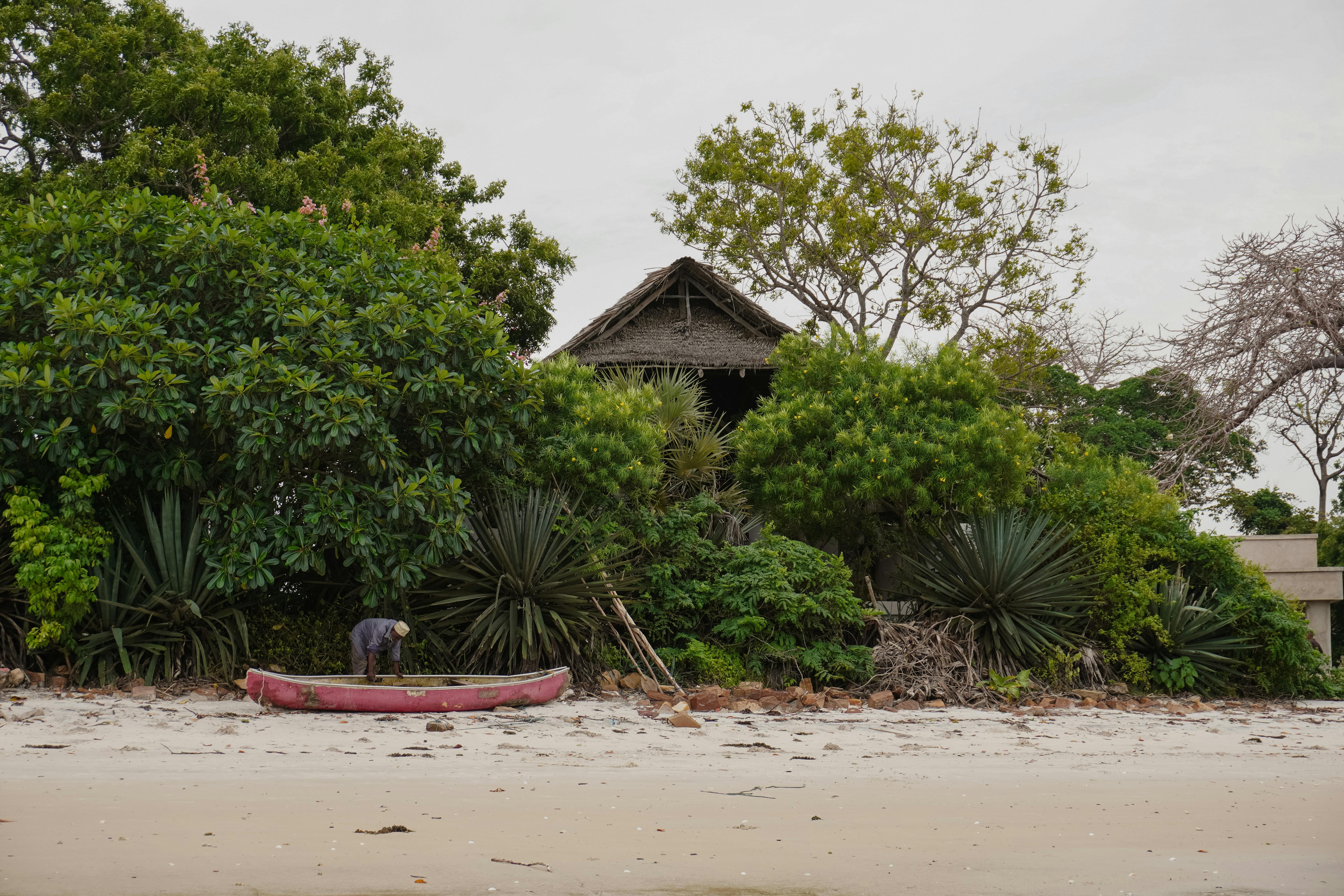 Hut behind Trees and Bushes on Beach · Free Stock Photo