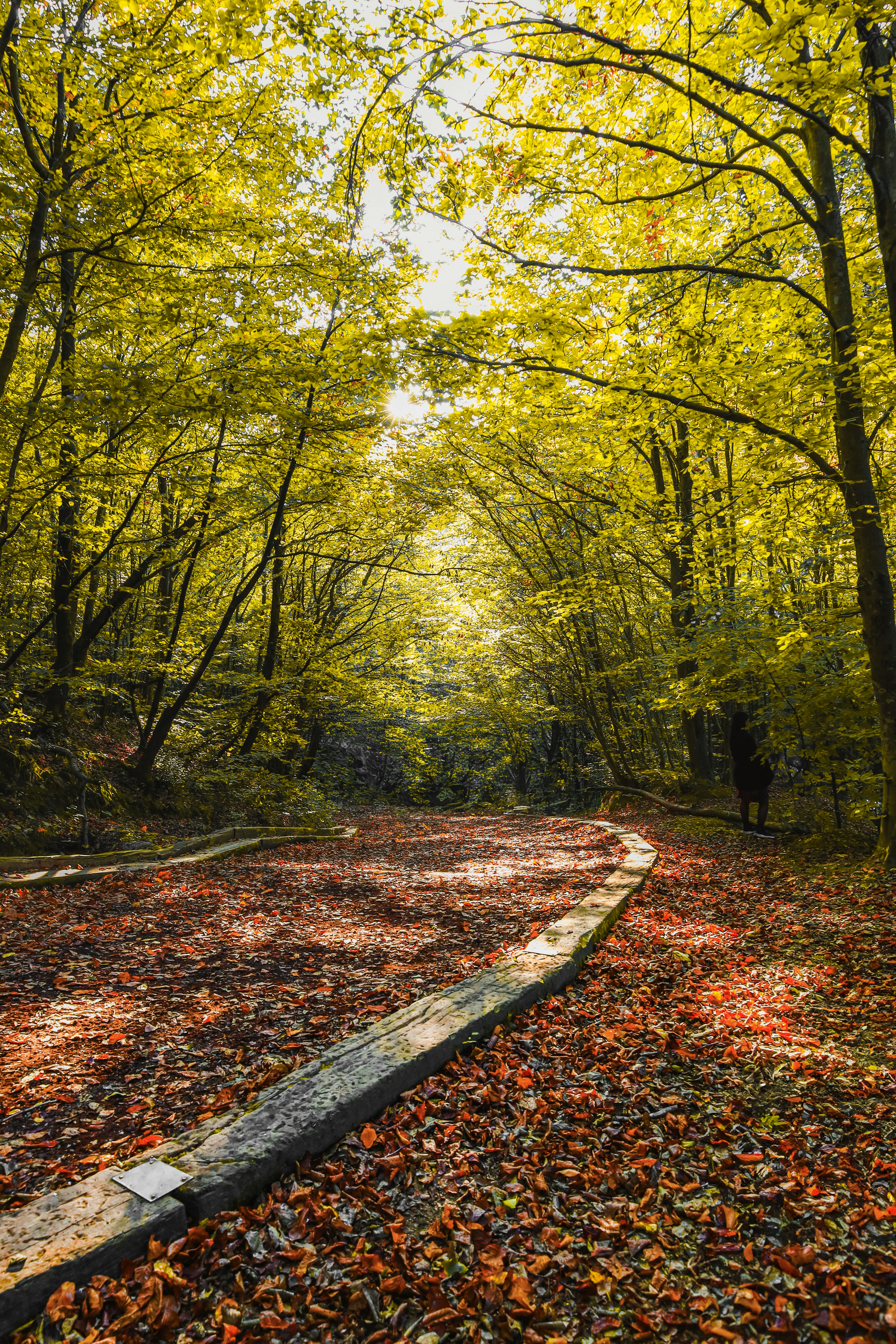 A path in the woods with leaves on the ground · Free Stock Photo